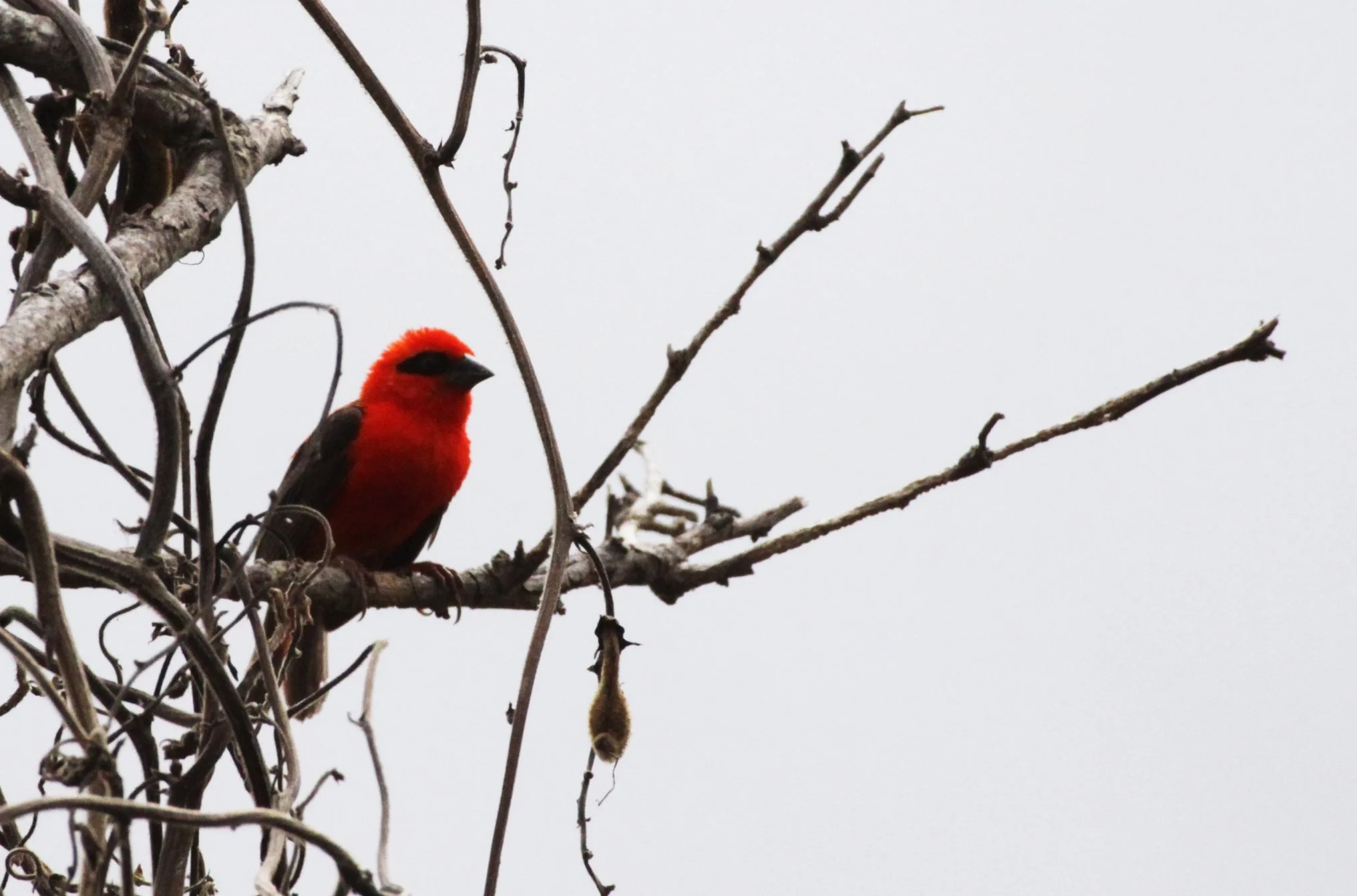 Red Fody (Foudia madagascariensis) Ankarana NP Madagascar — Coke Smith ...