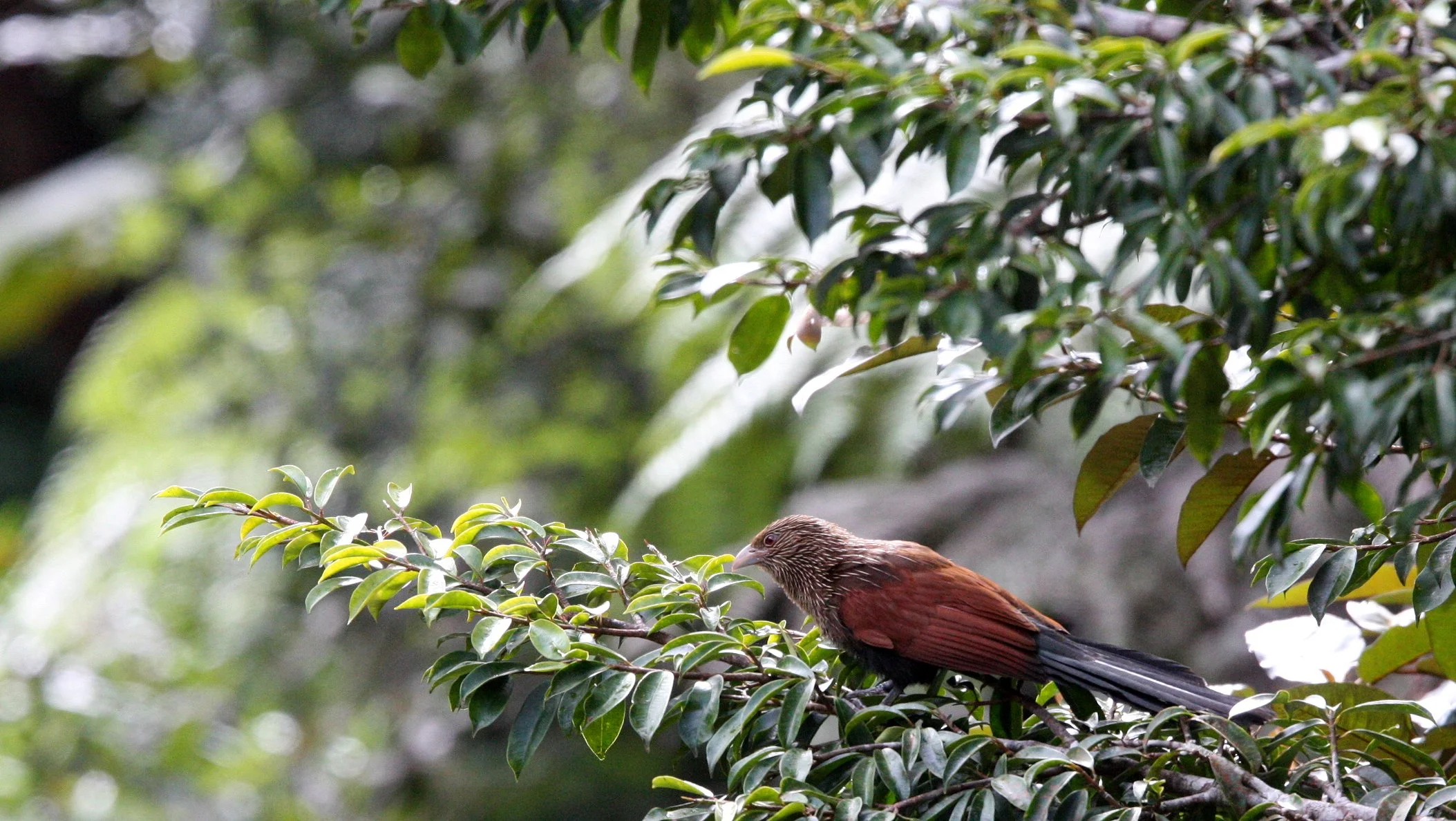 Genus Centropus Coucals — Coke Smith Wildlife