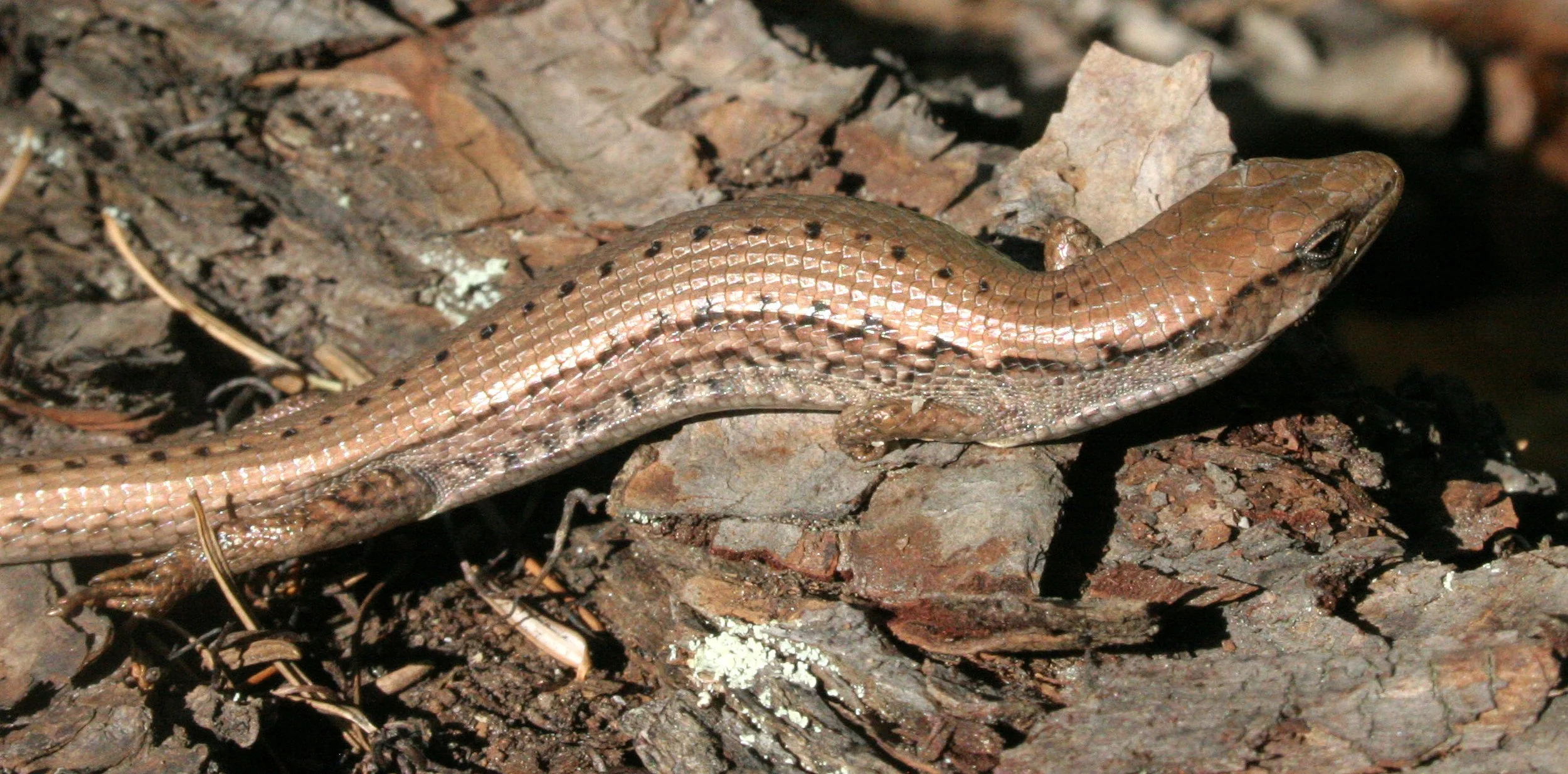Family Anguidae - Alligator Lizards — Coke Smith Wildlife