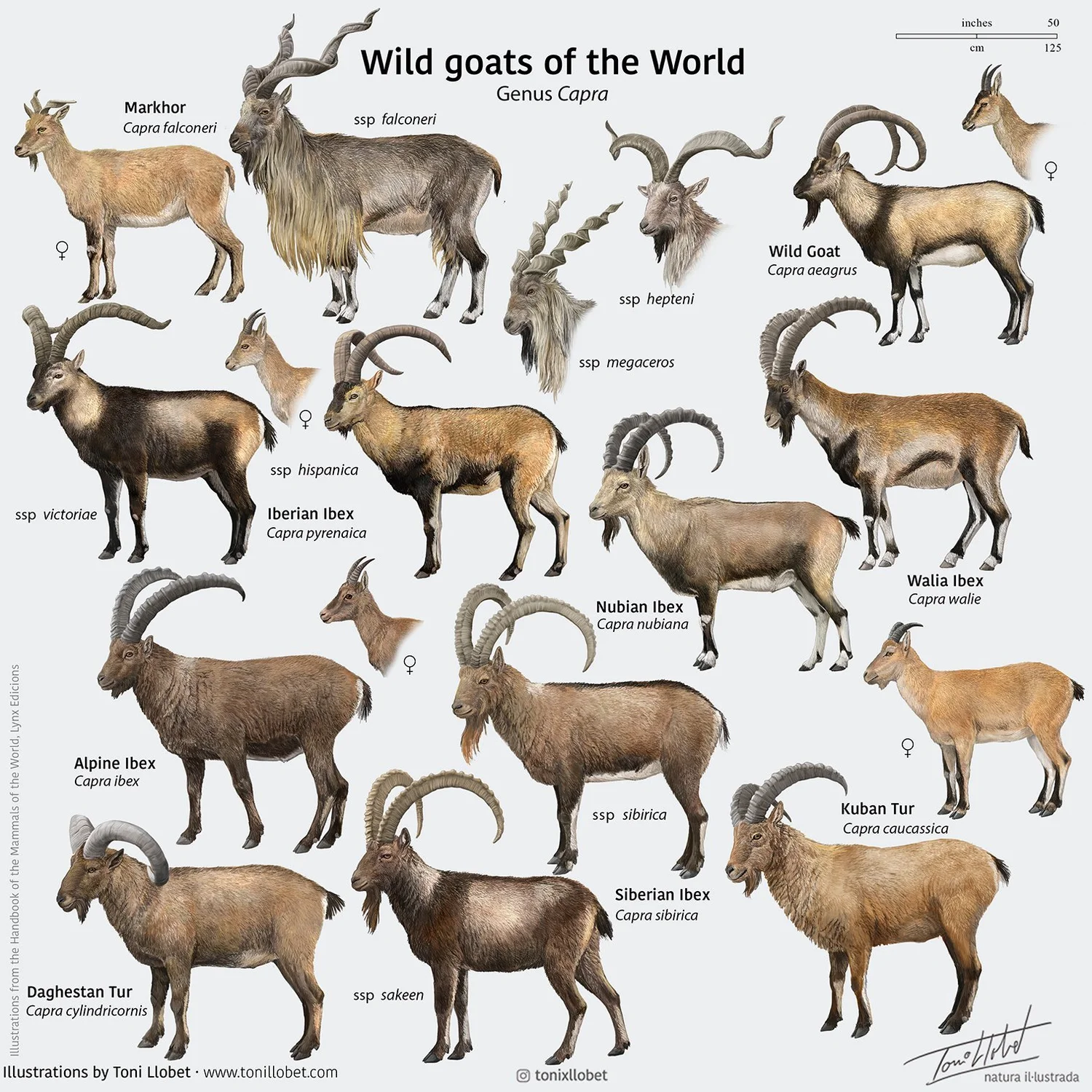 Family Bovidae - Cows, Goats, Antilopes — Coke Smith Wildlife