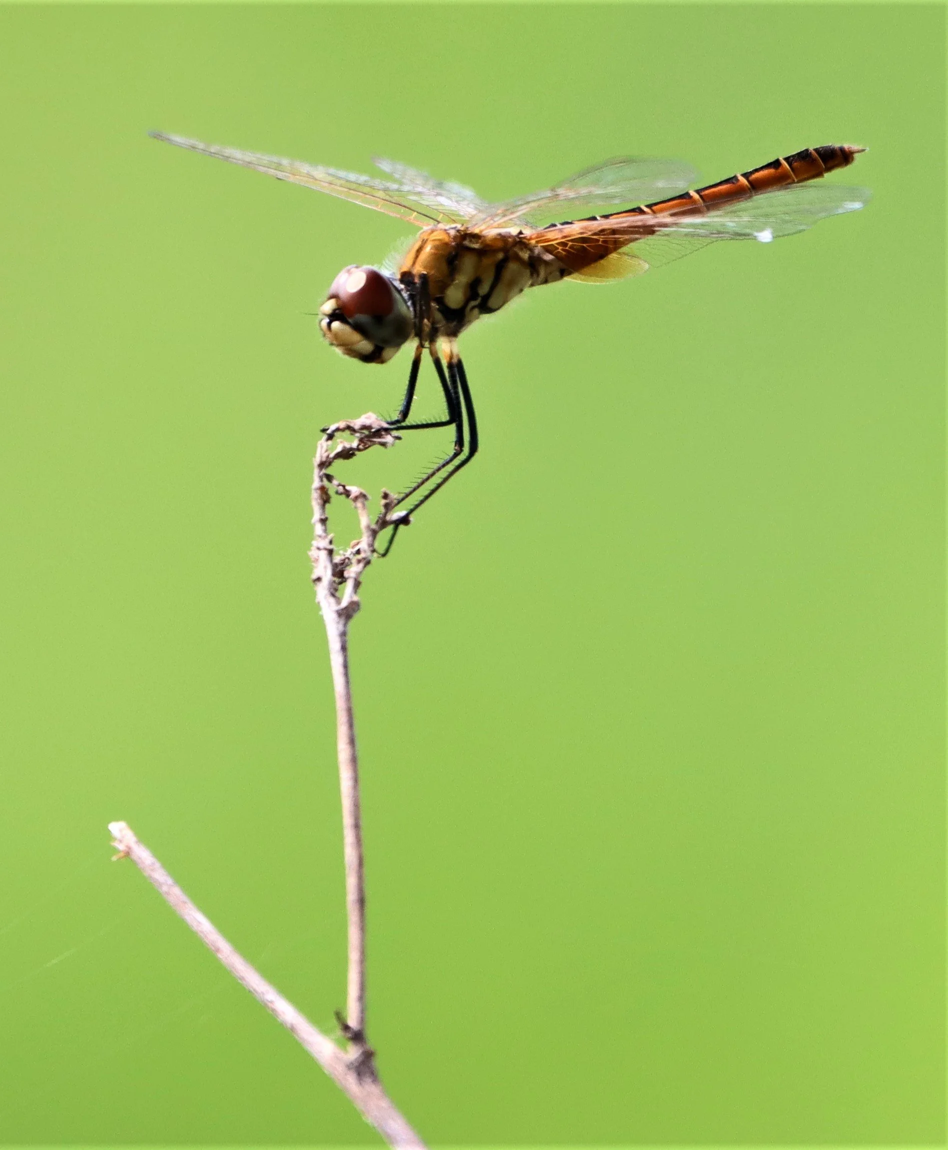 Order Odonata - Damselflies & Dragonflies — Coke Smith Wildlife