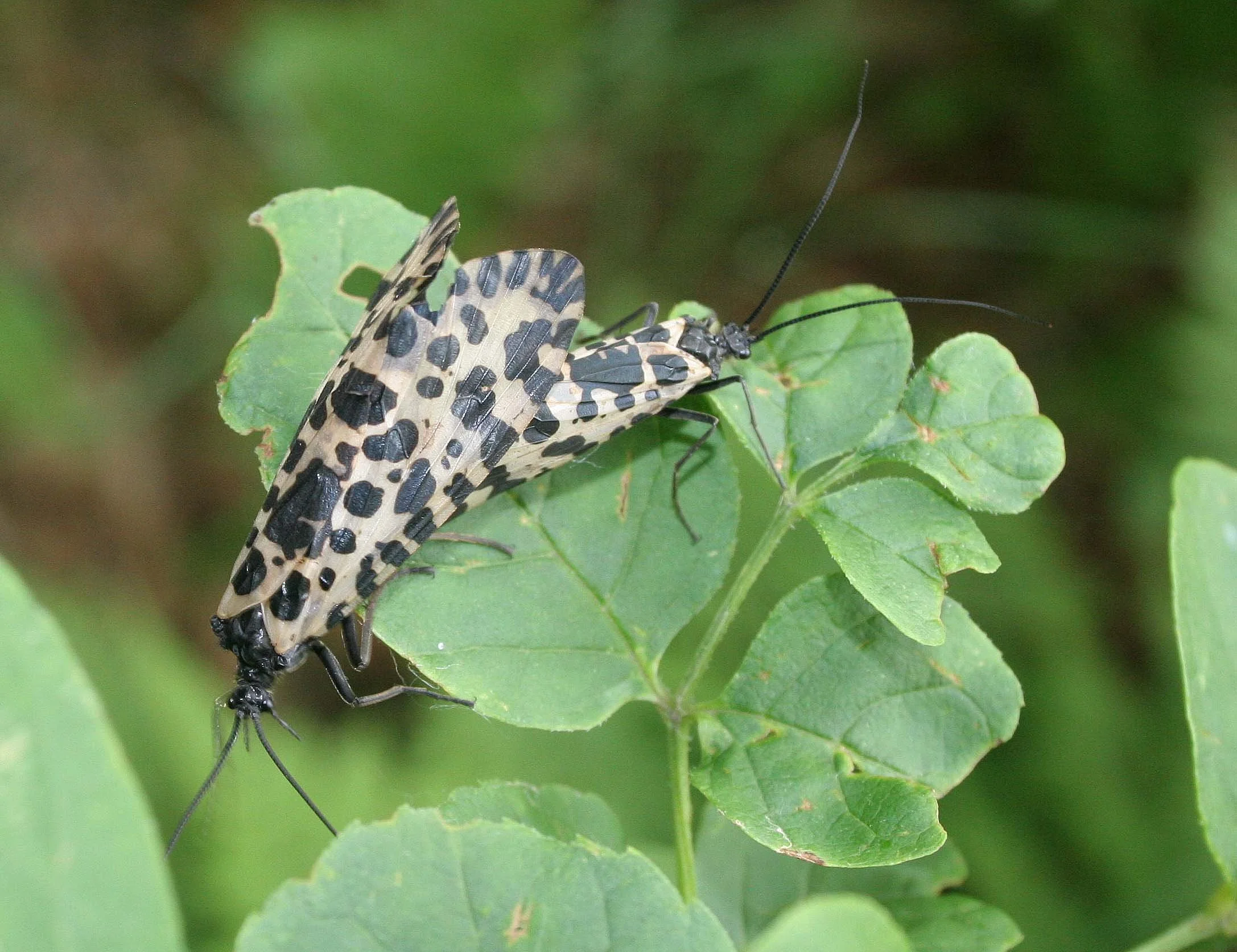 Order Trichoptera - Caddisflies — Coke Smith Wildlife