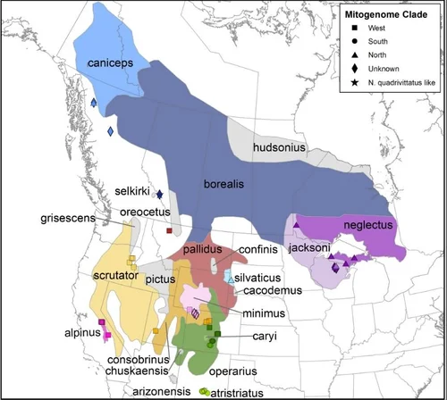 Genus Neotamias Western Chipmunks — Coke Smith Wildlife