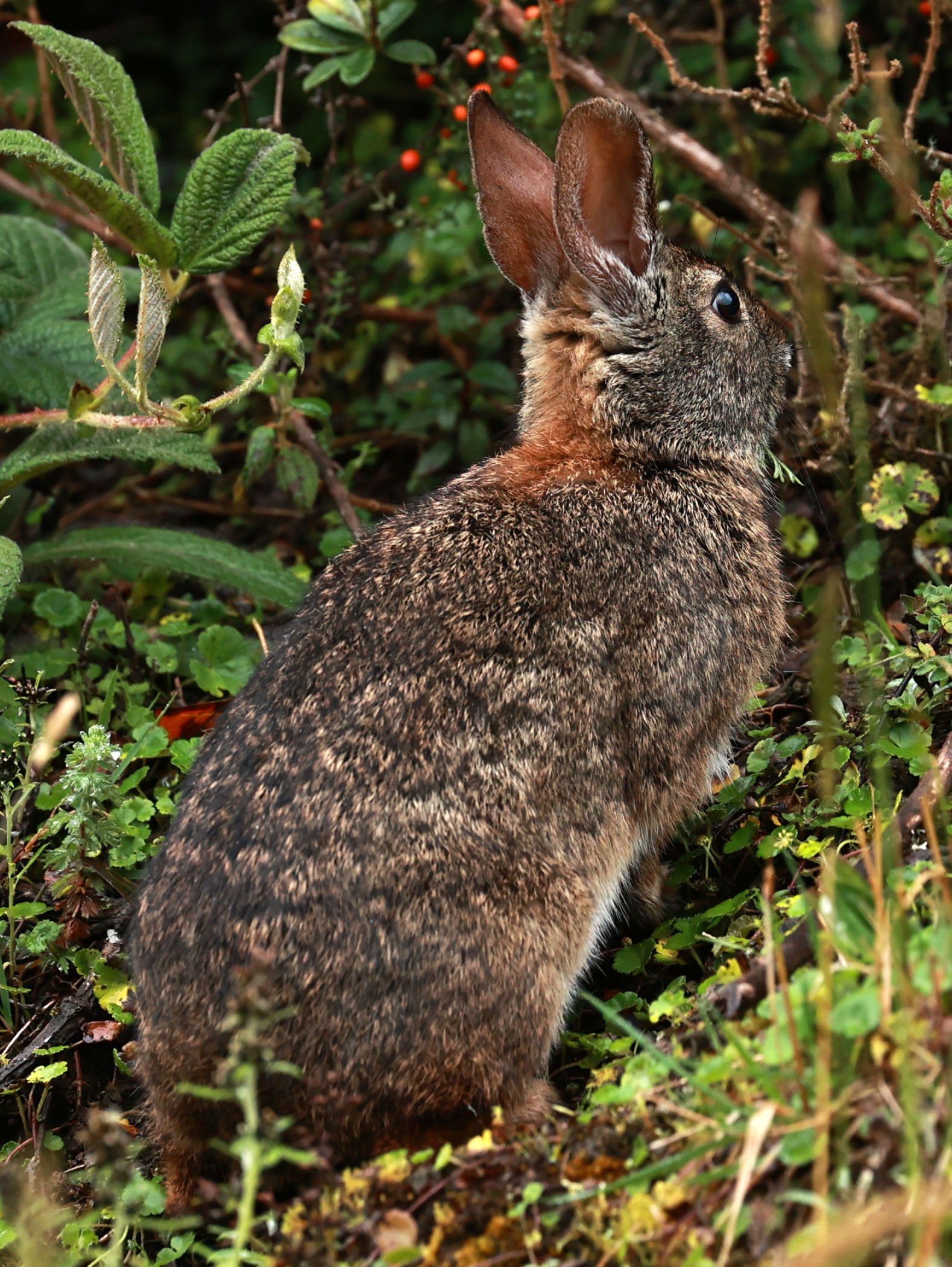 Genus Sylvilagus - Common & Andean Tapeti — Coke Smith Wildlife