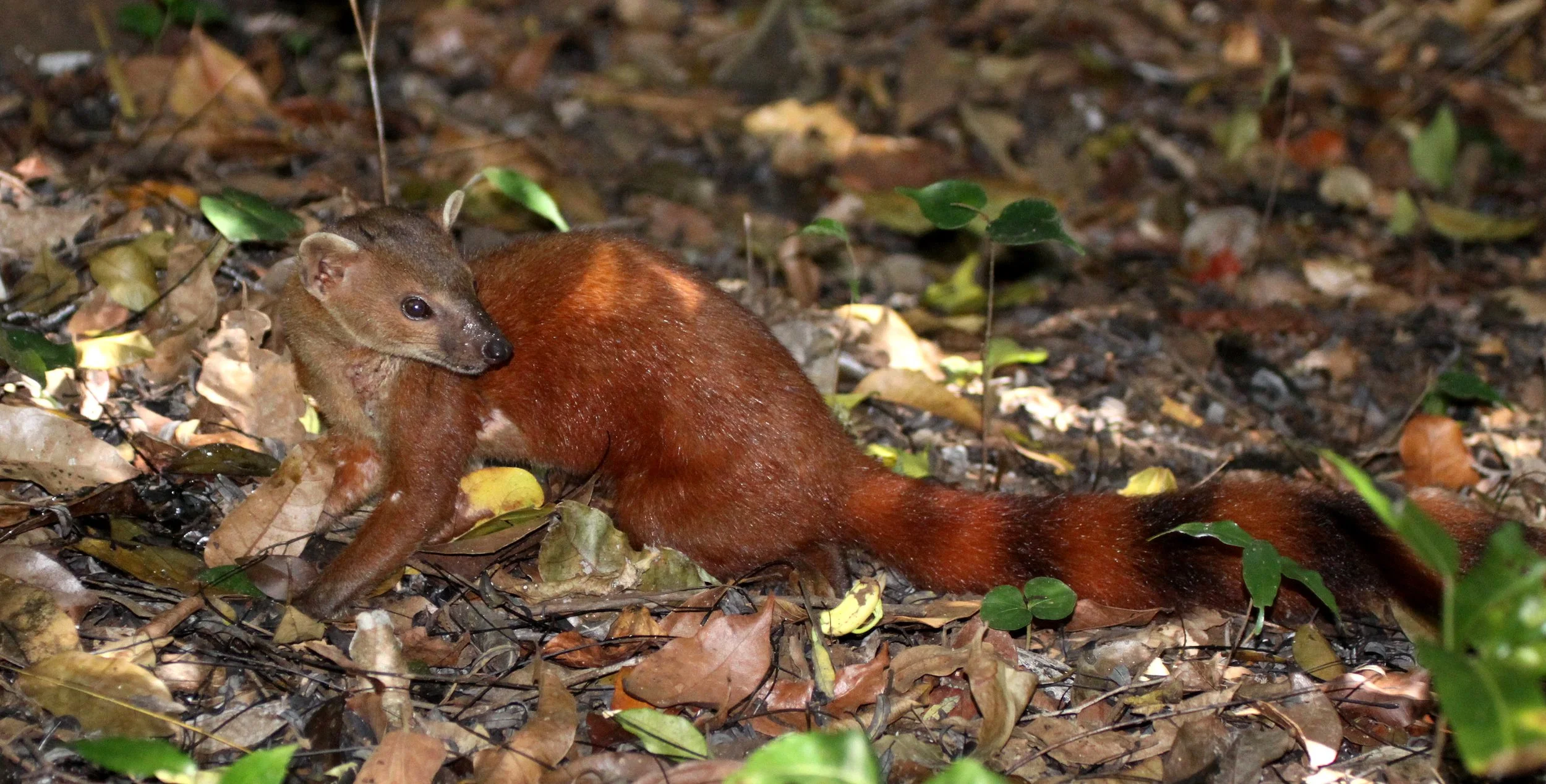 Galidia elegans - EUPLERIDAE - (NORTHERN) RING-TAILED VONTSIRA ...