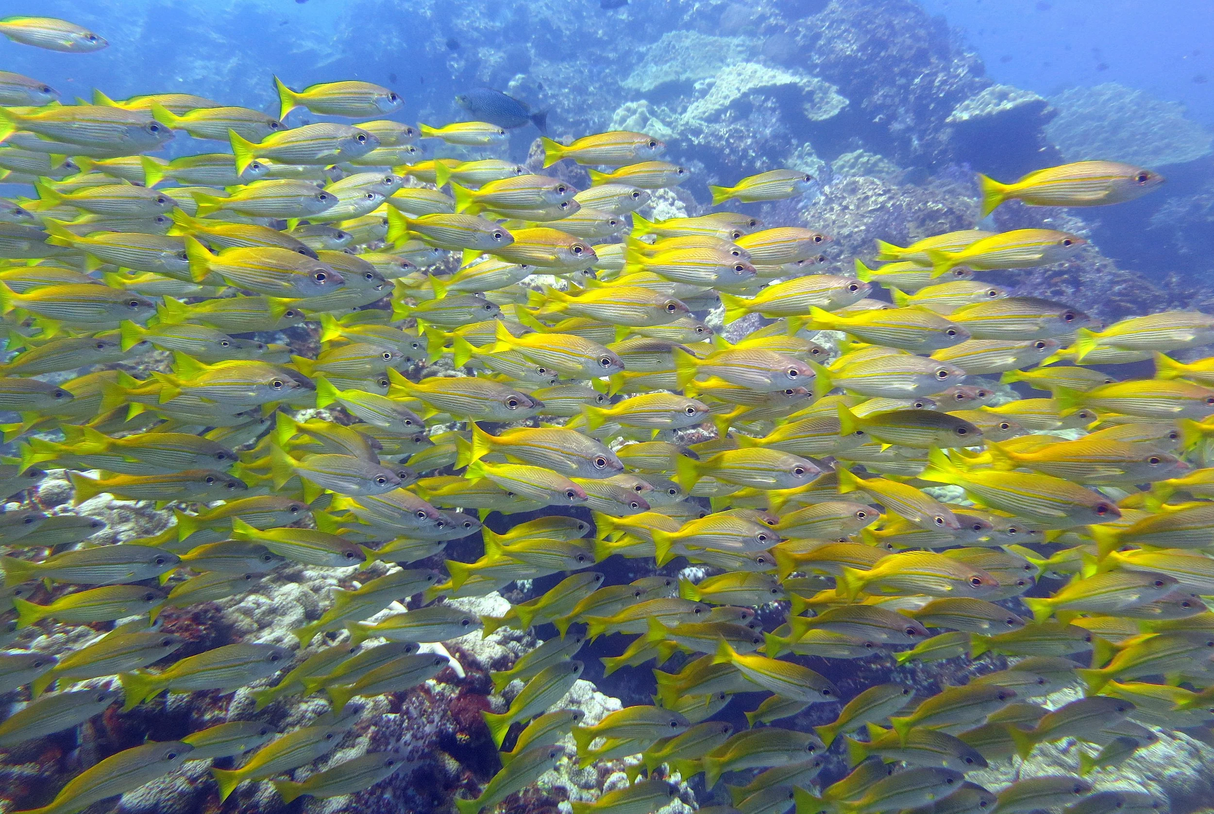 Family Caesionidae - Fusiliers — Coke Smith Wildlife