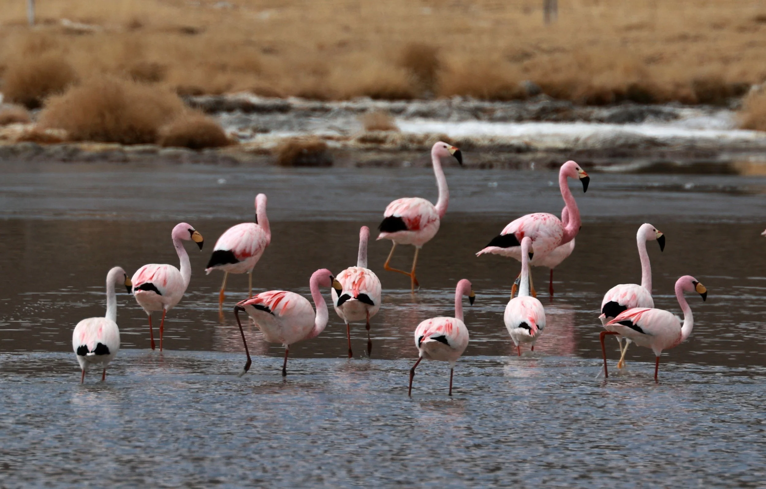 Birds of Lauca National Park, Chile — Coke Smith Wildlife