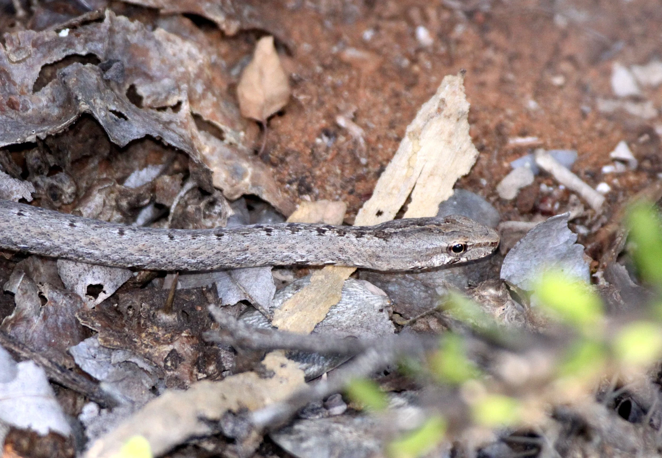 Family Psammophiidae - Mimophis — Coke Smith Wildlife
