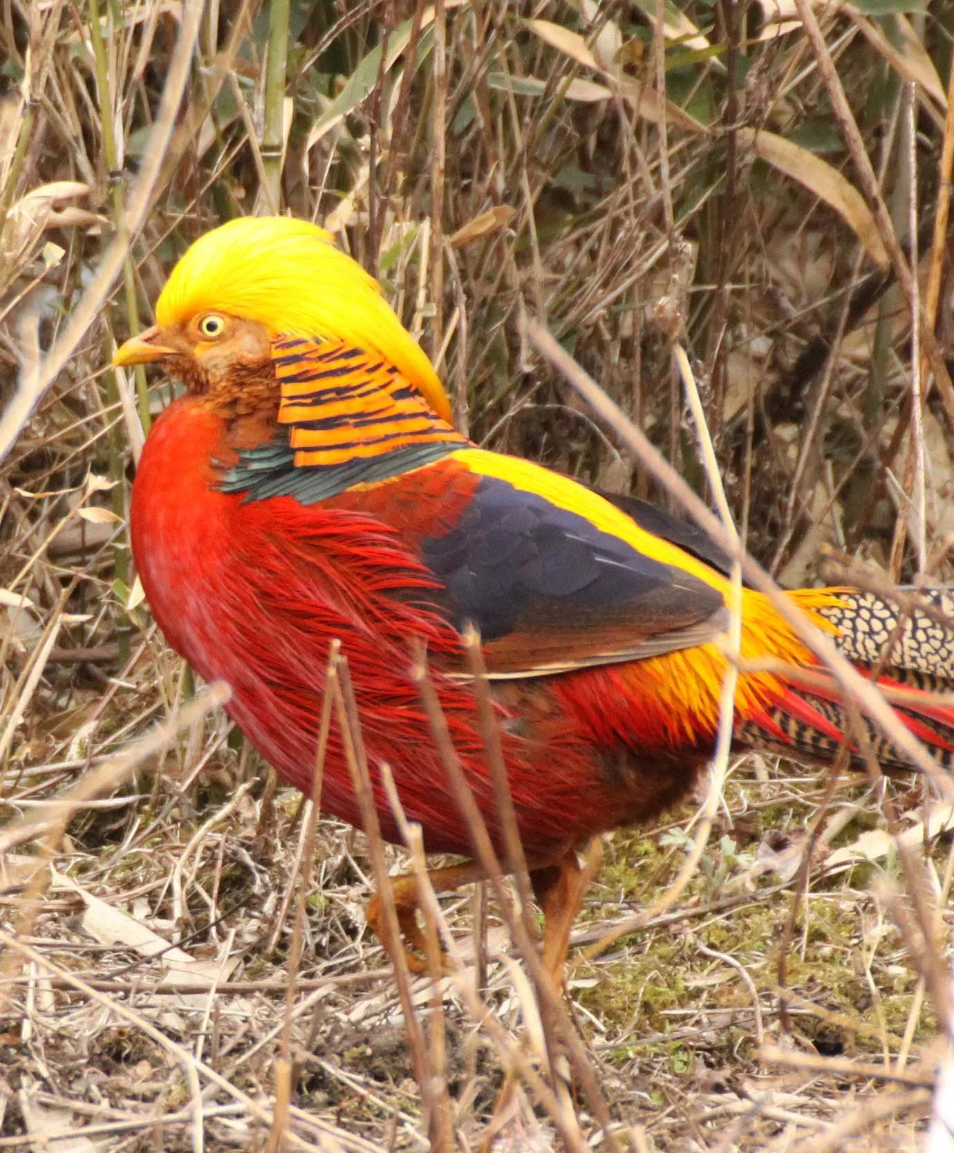 Genus Chrysolophus, Pheasants — Coke Smith Wildlife