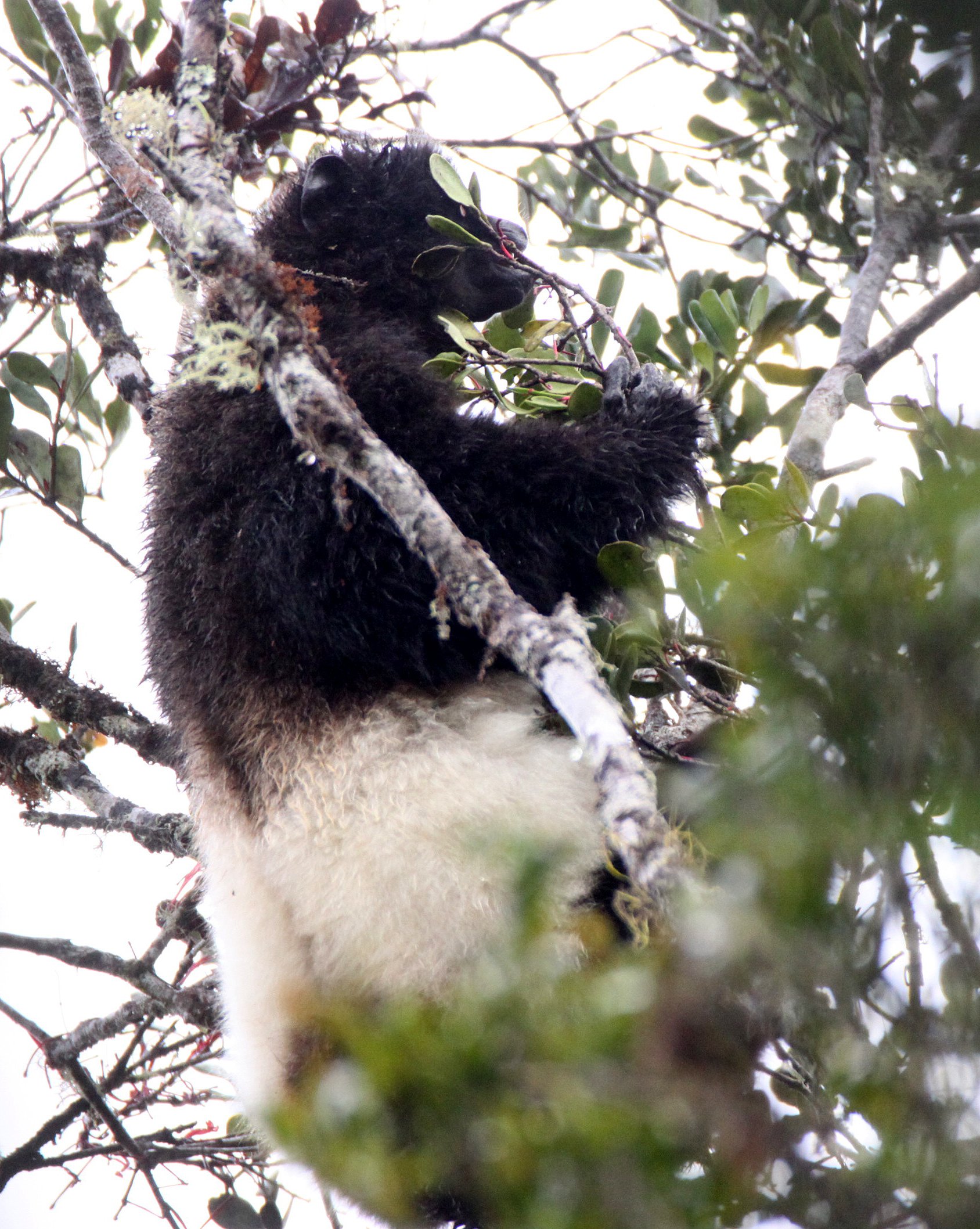Propithecus edwardsi Milne-Edwards Sifaka — Coke Smith Wildlife
