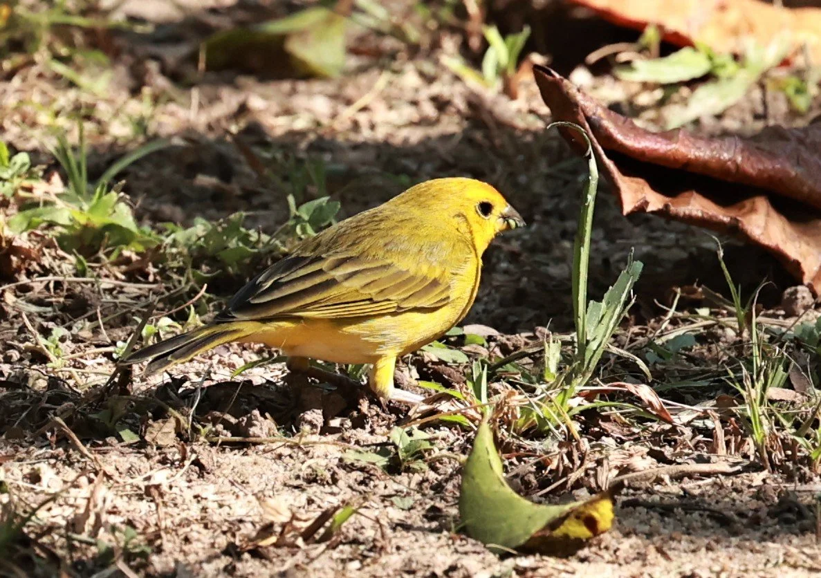 Birds of Rio de Janeiro — Coke Smith Wildlife