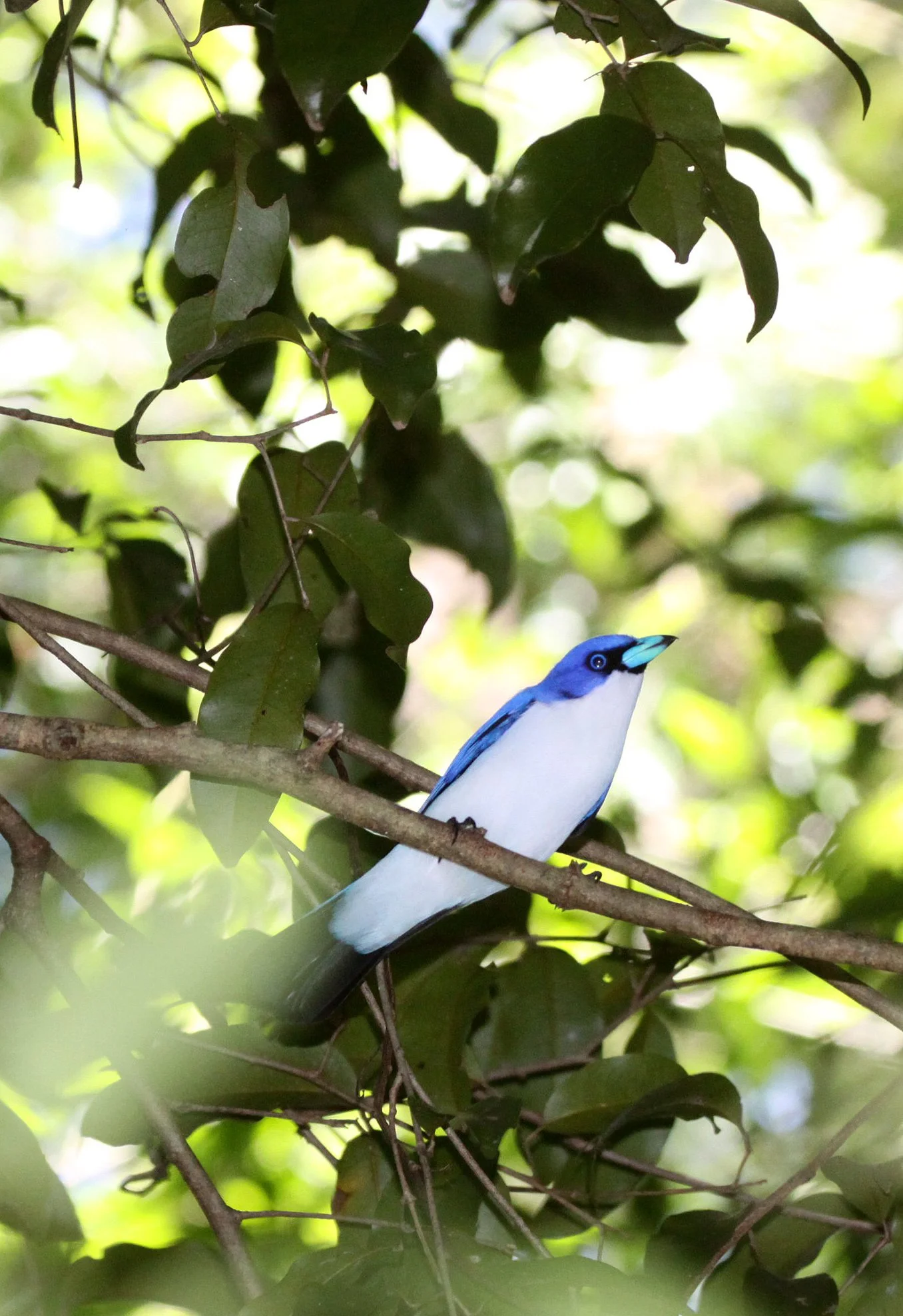 Family Vangidae Vanga from Madagascar — Coke Smith Wildlife