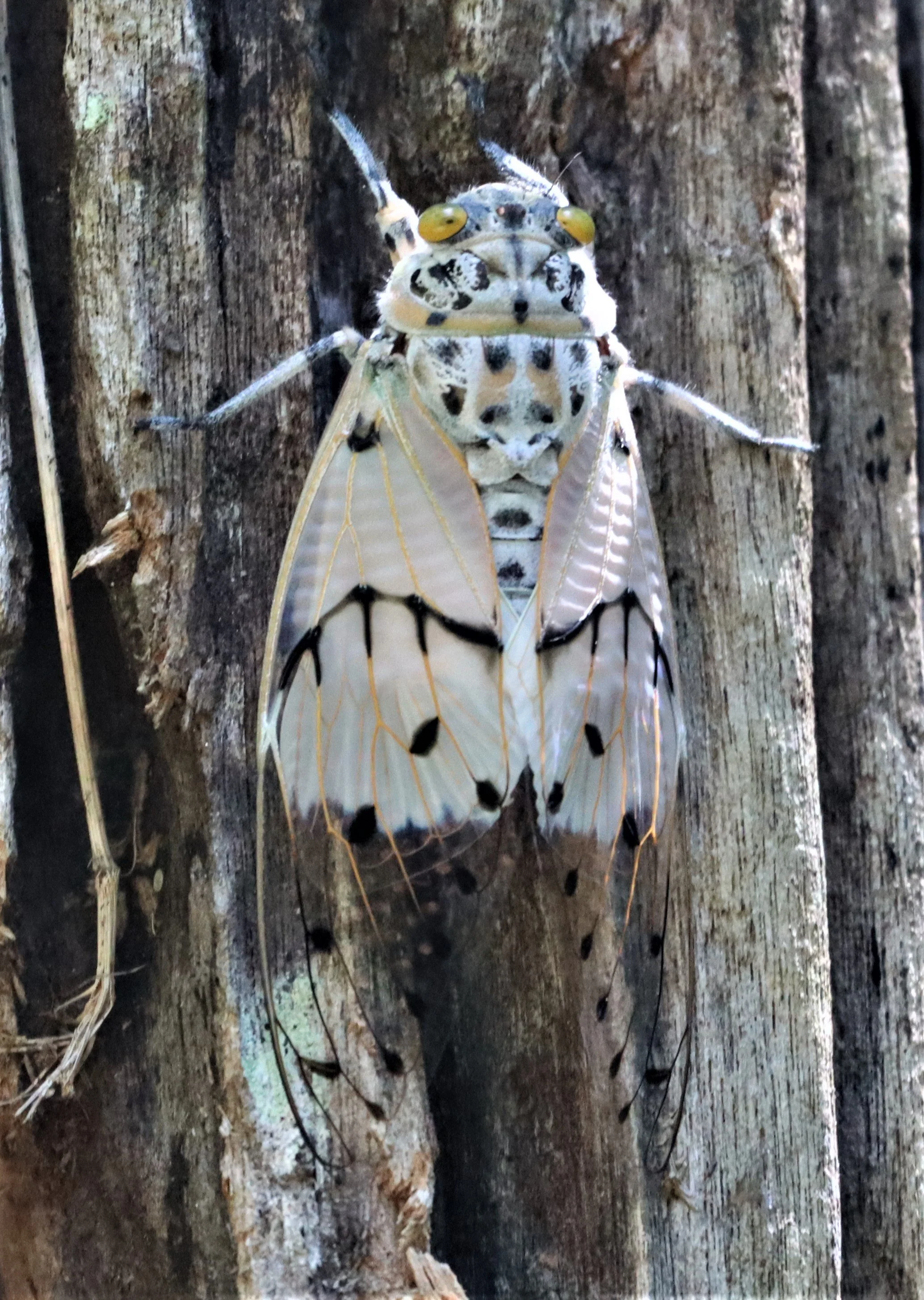 Order Homoptera — Coke Smith Wildlife