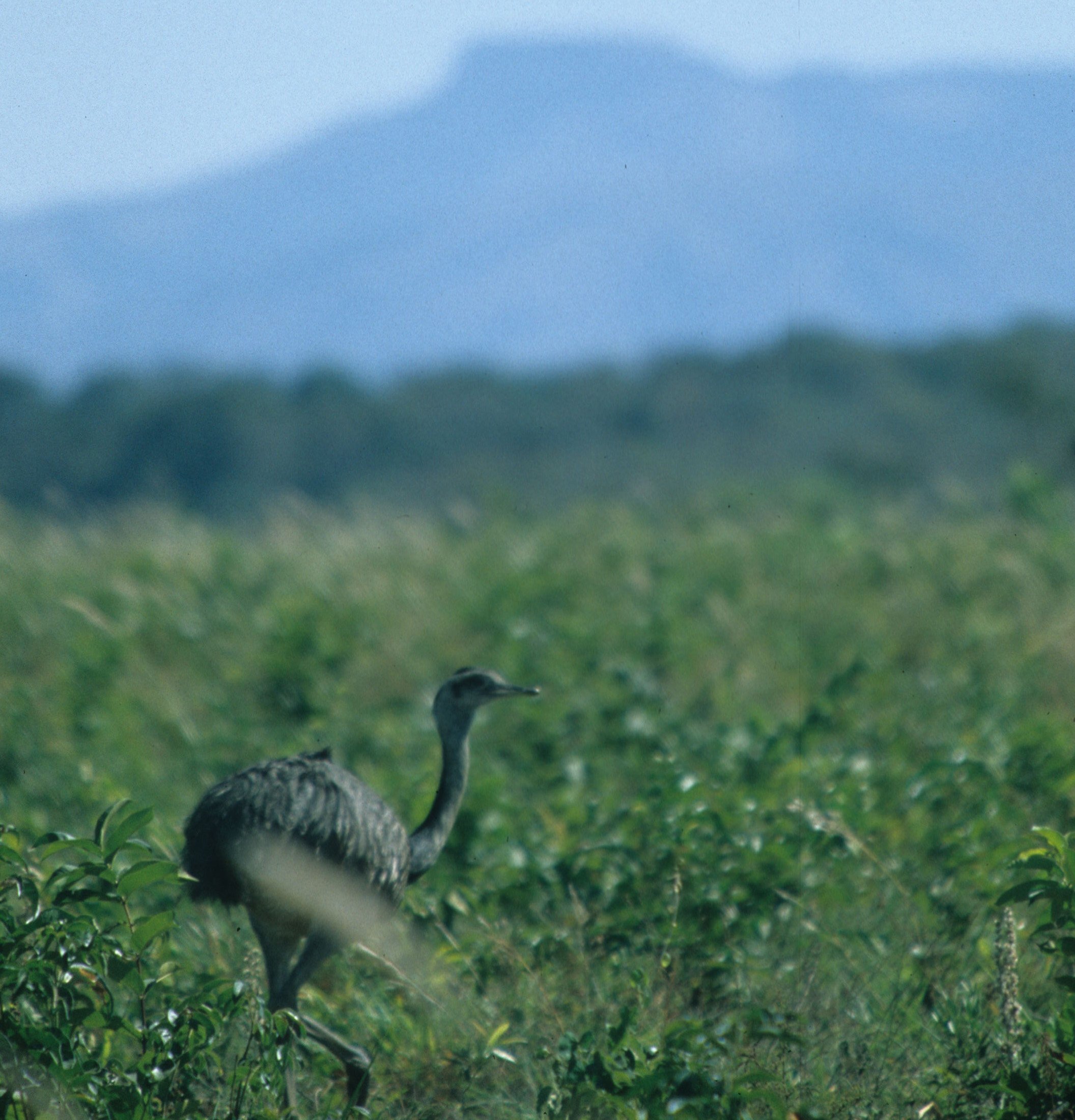 Greater Rhea (Rhea americana americana) Northern Pantanal — Coke Smith Wildlife