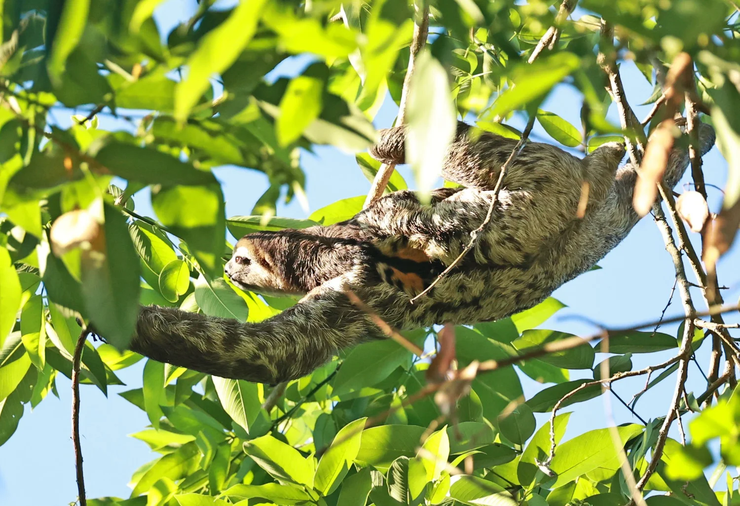 Pale-throated Sloth (Bradypus tridactylus) — Coke Smith Wildlife