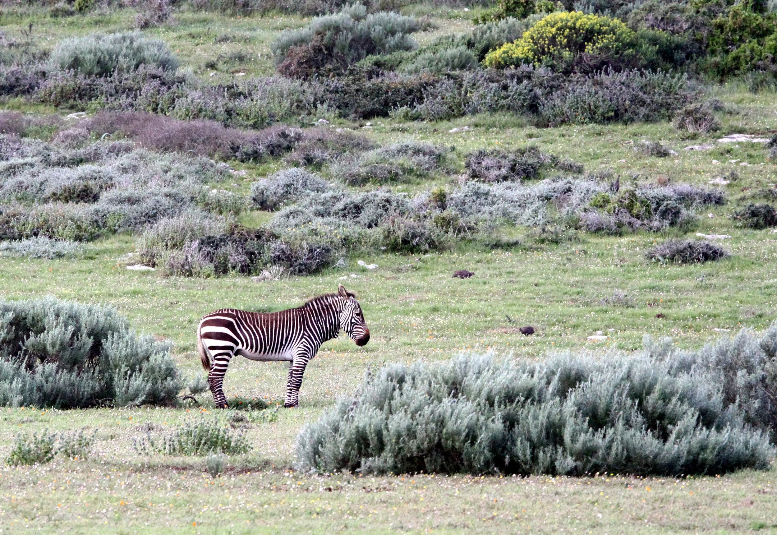 Equus zebra zebra - Cape Mountain Zebra — Coke Smith Wildlife