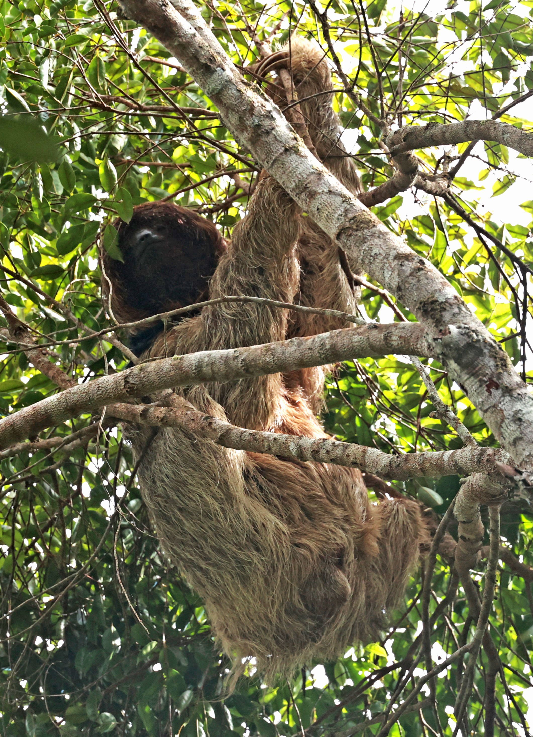 Northern & Southern Maned Sloths — Coke Smith Wildlife