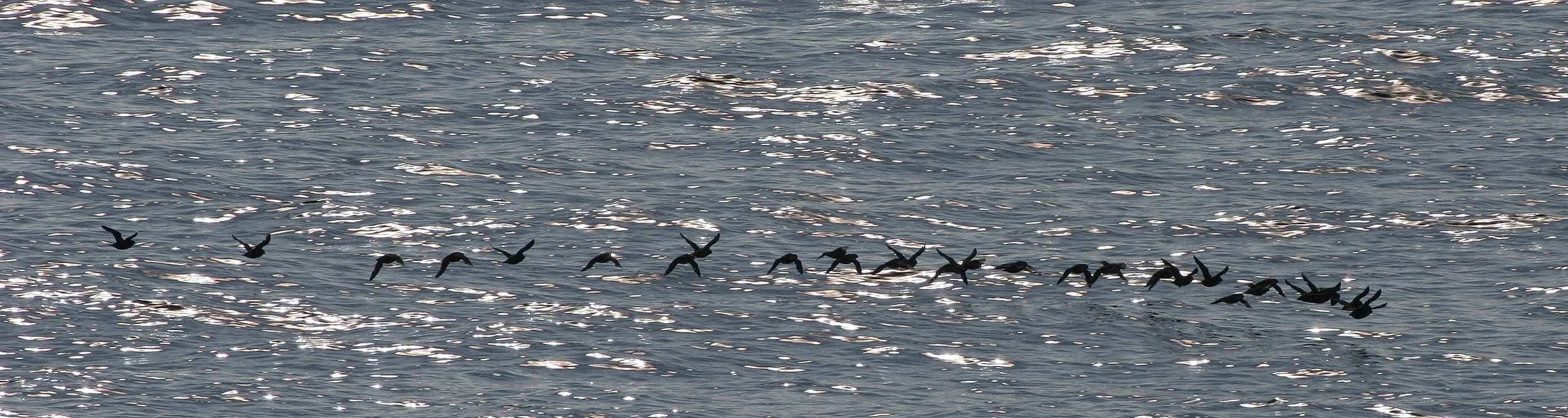 Genus Aethia, Auklets — Coke Smith Wildlife