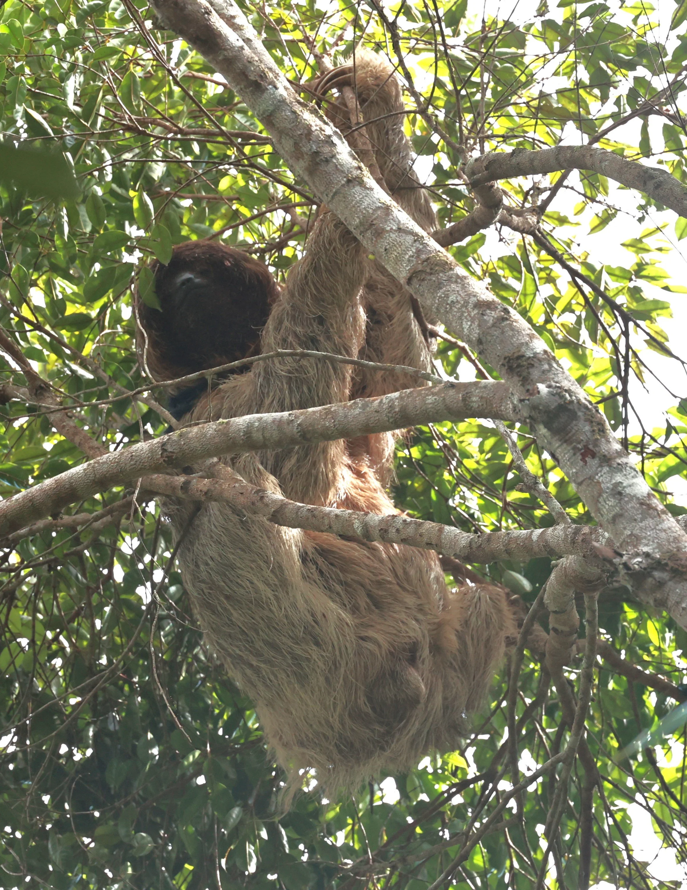 Northern & Southern Maned Sloths — Coke Smith Wildlife