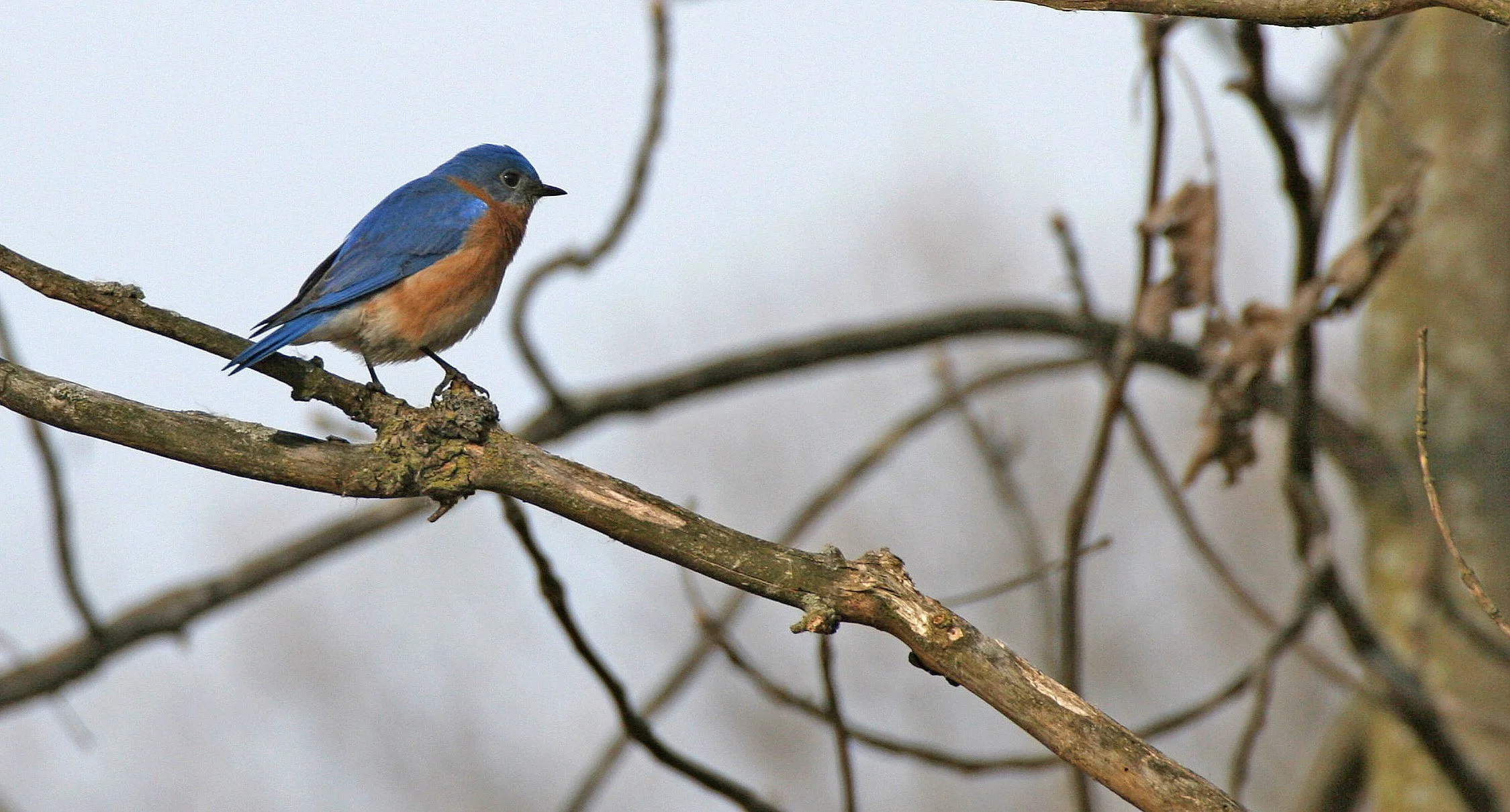 Genus Sialia Bluebirds — Coke Smith Wildlife