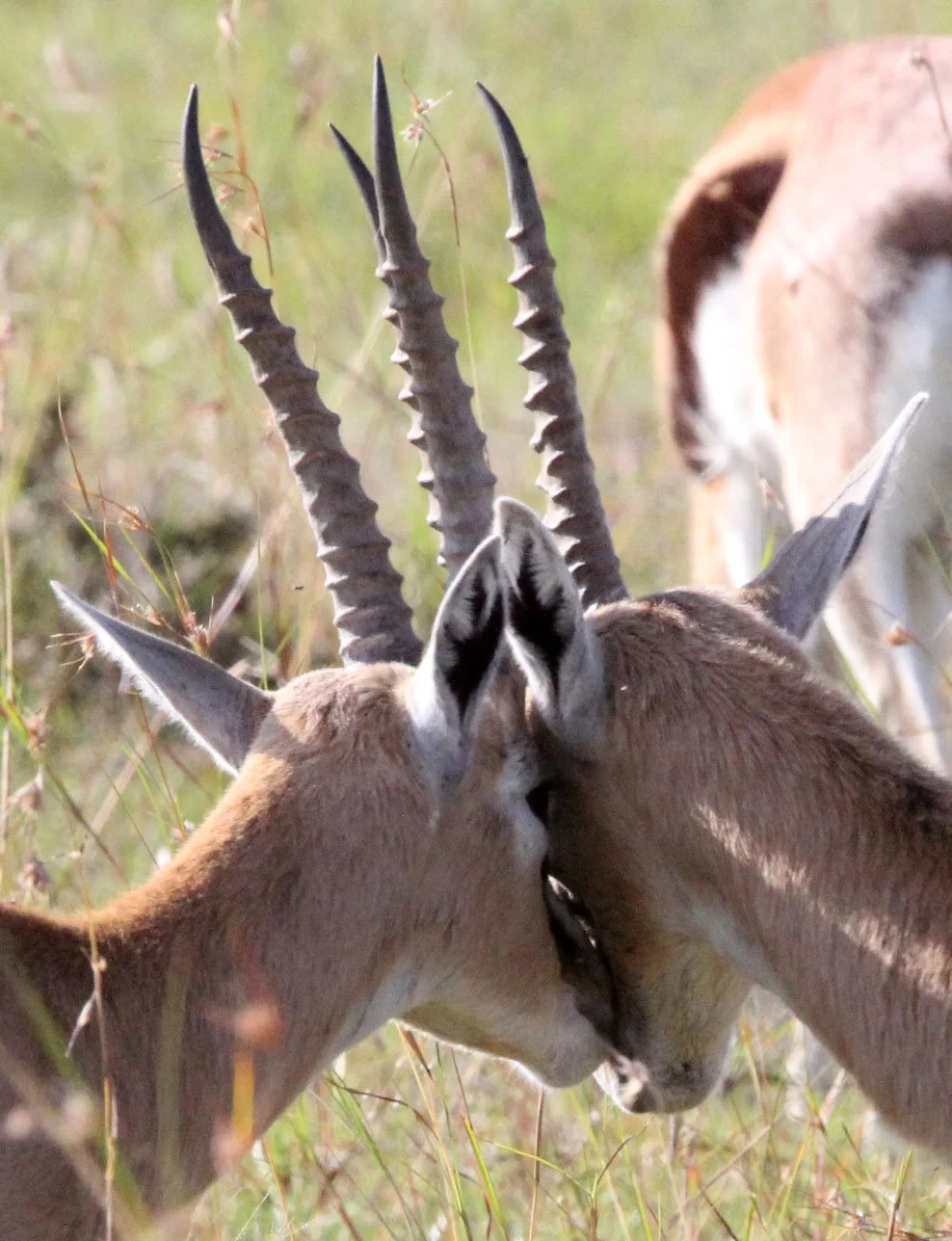Genus Eudorcas Gazelles — Coke Smith Wildlife