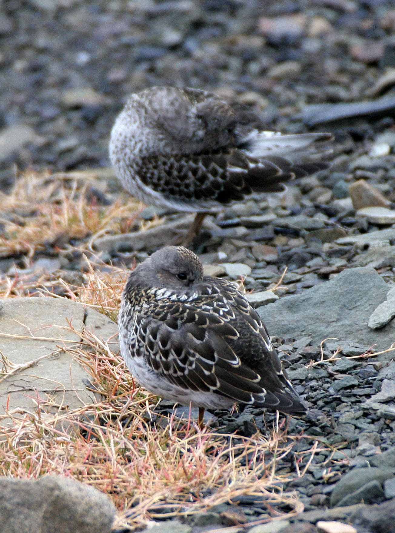 Purple sandpiper (Calidris maritima) Svalbard — Coke Smith Wildlife