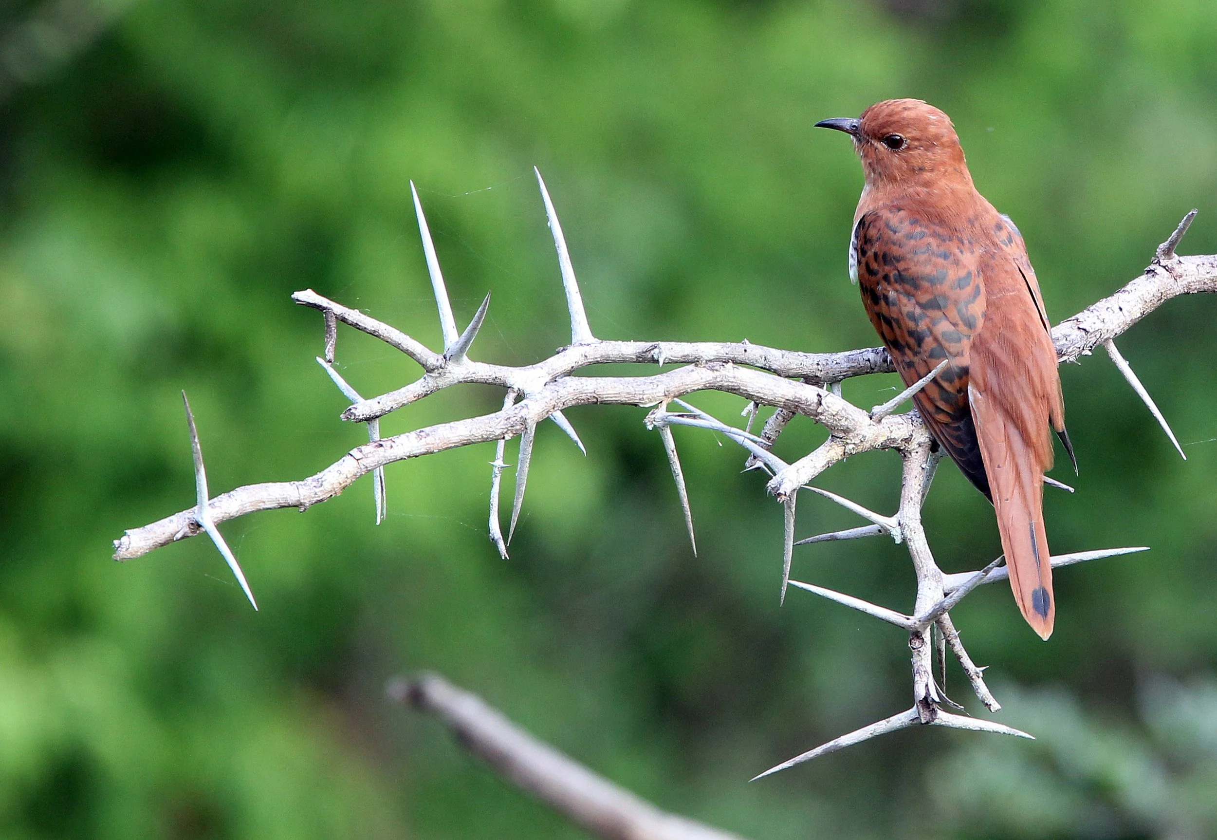 Genus Cacomantis Cuckoos — Coke Smith Wildlife