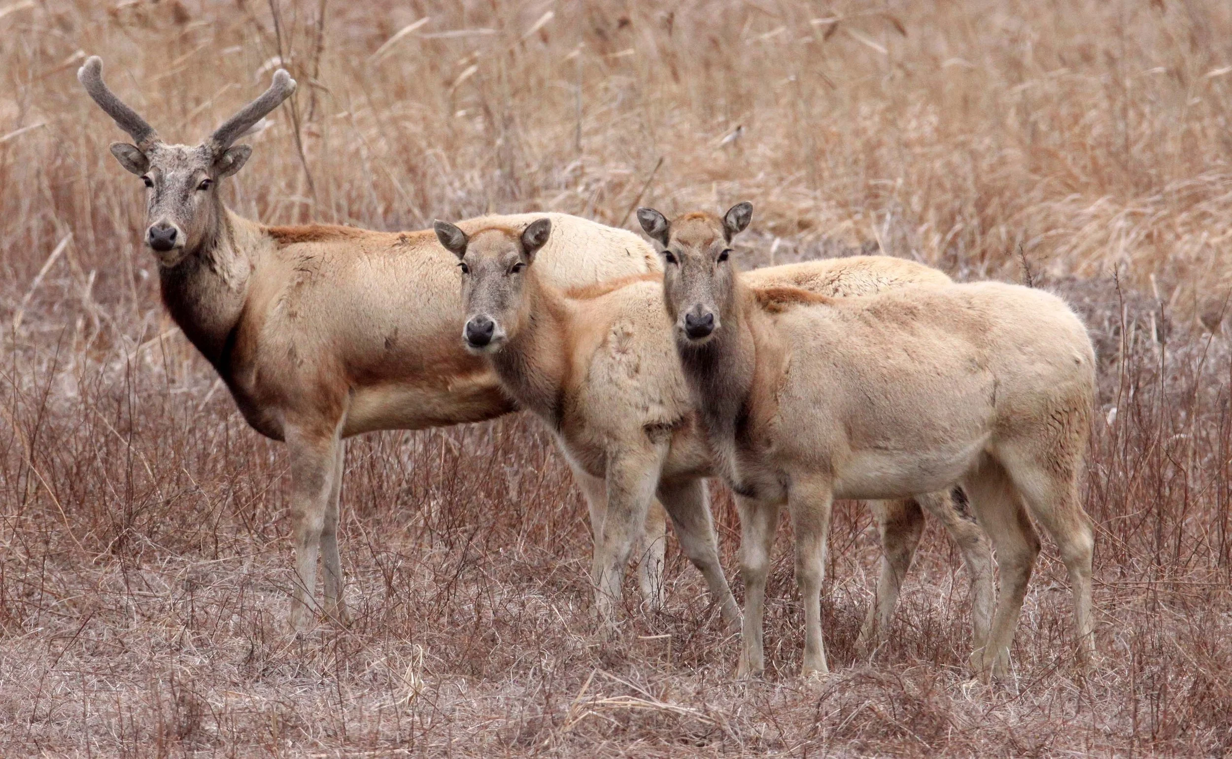 Pere David’s Deer (Elaphurus davidianus) — Coke Smith Wildlife