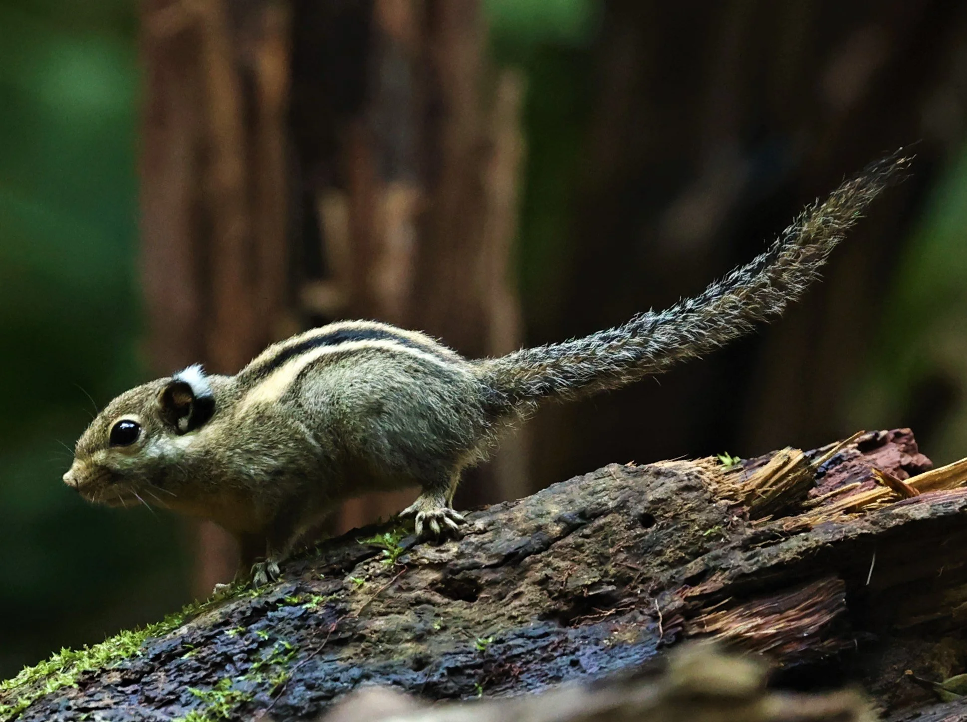 Genus Tamiops Asiatic Striped Squirrels — Coke Smith Wildlife