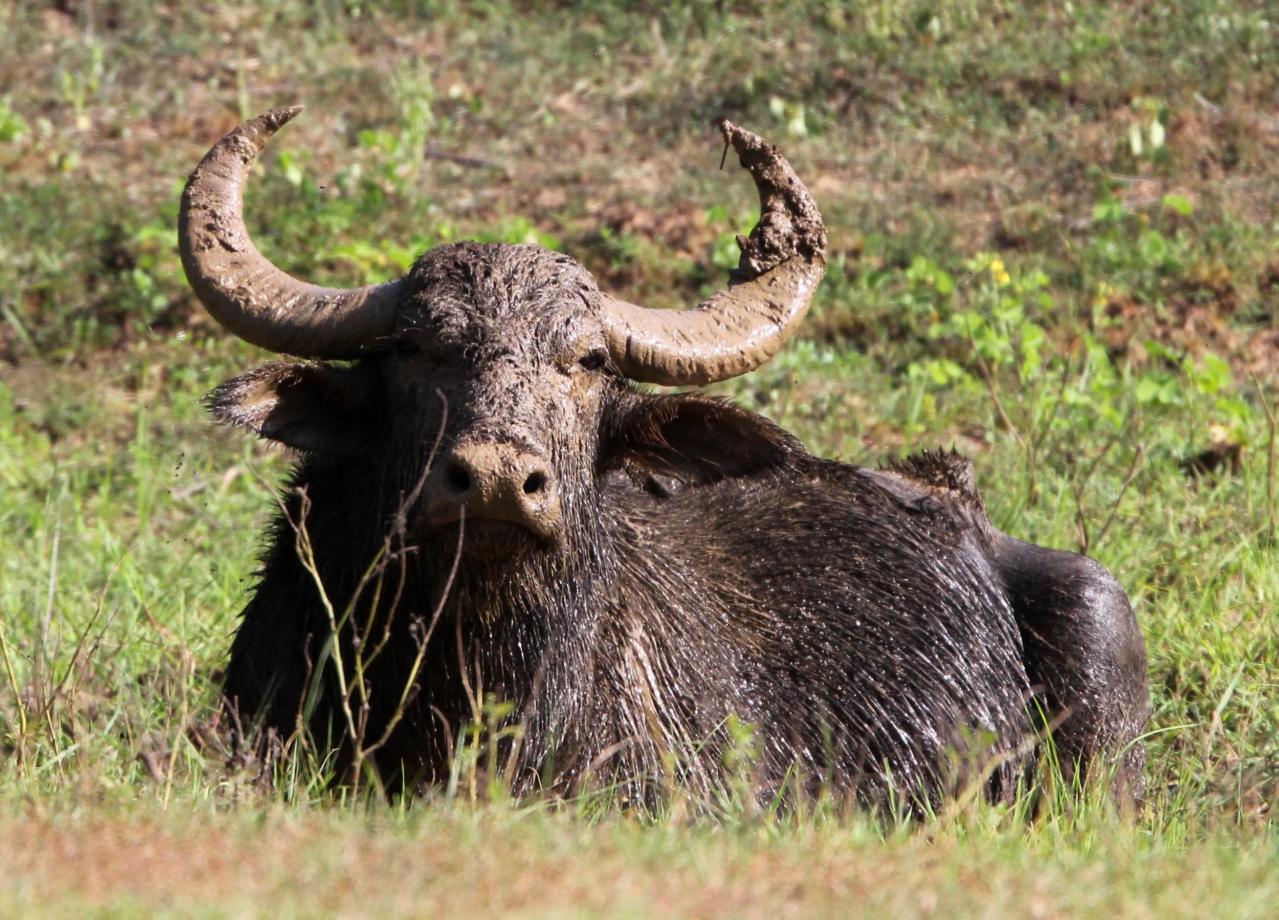 Genus Bubalus Water Buffalo — Coke Smith Wildlife