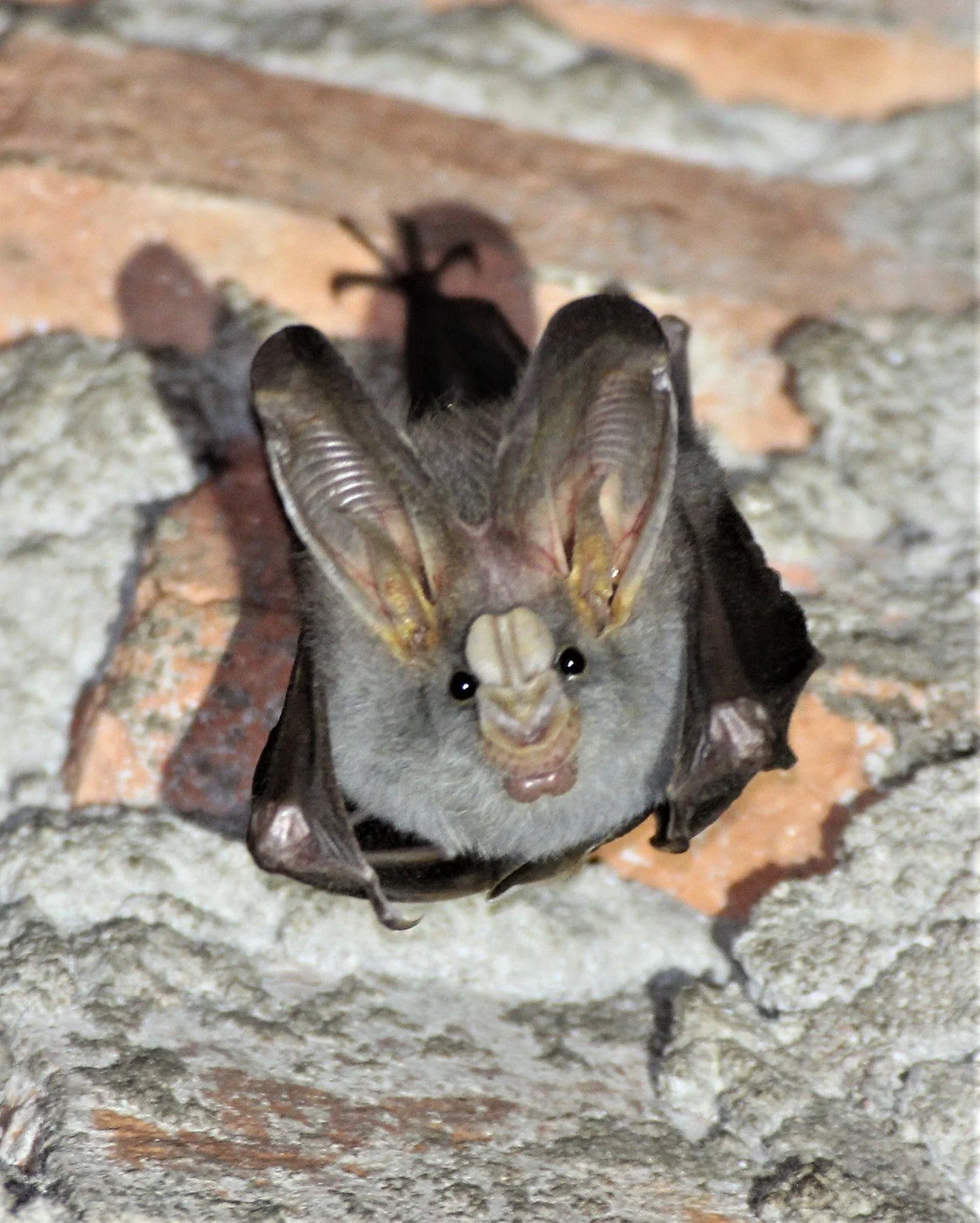 Genus Megaderma - False Vampire Bat — Coke Smith Wildlife