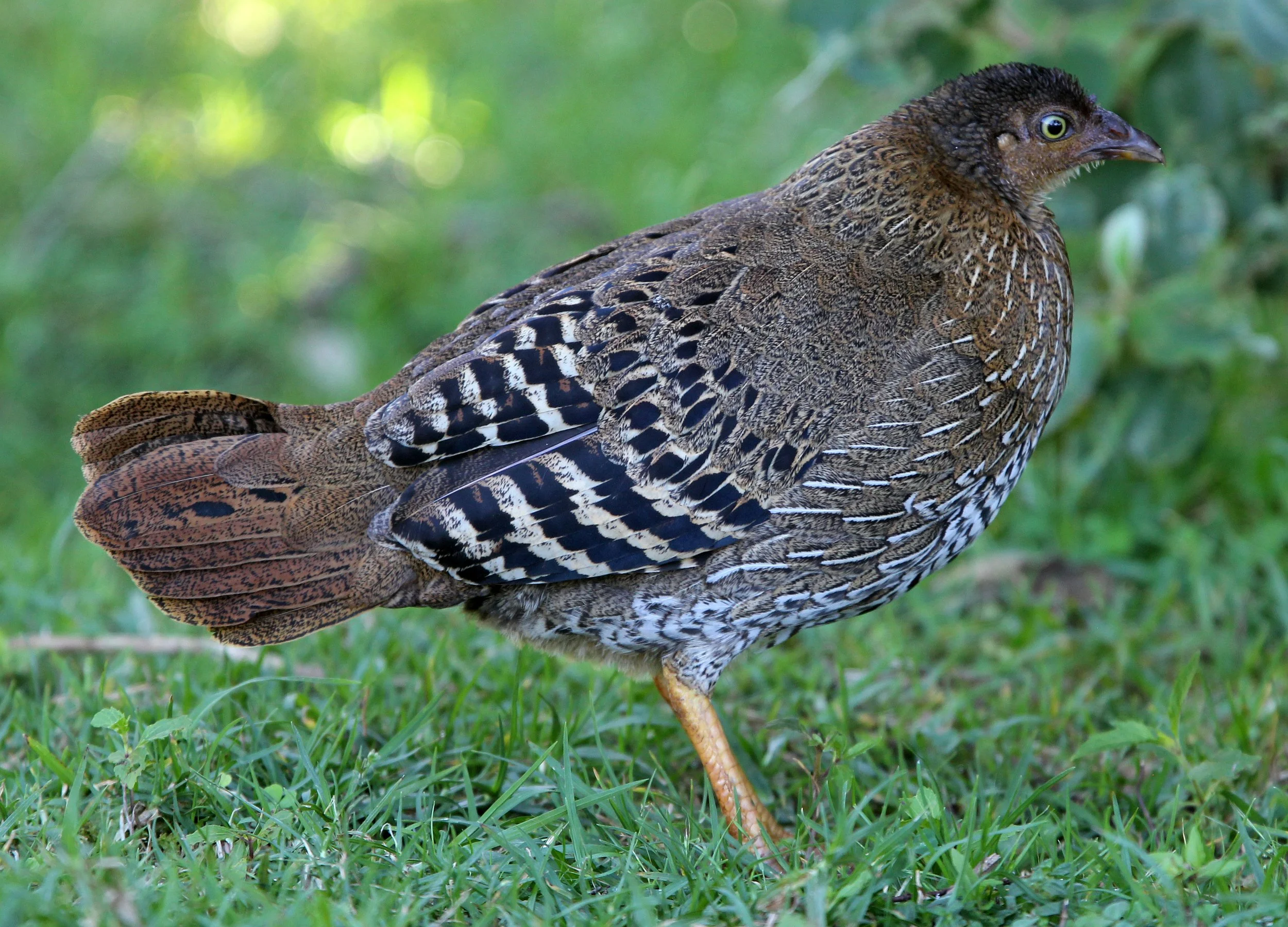 Genus Gallus, Jungle Fowl — Coke Smith Wildlife