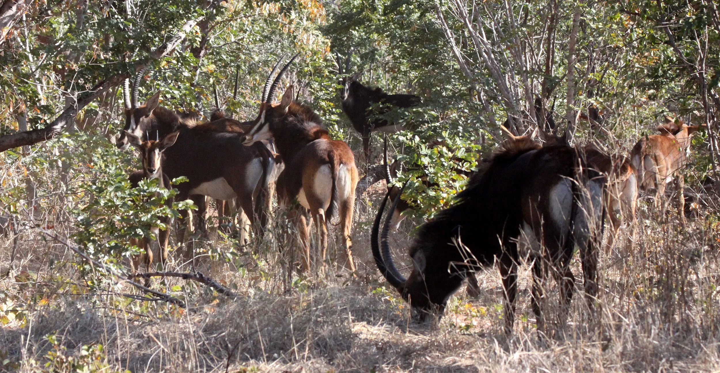 Genus Hippotragus Sable & Roan — Coke Smith Wildlife