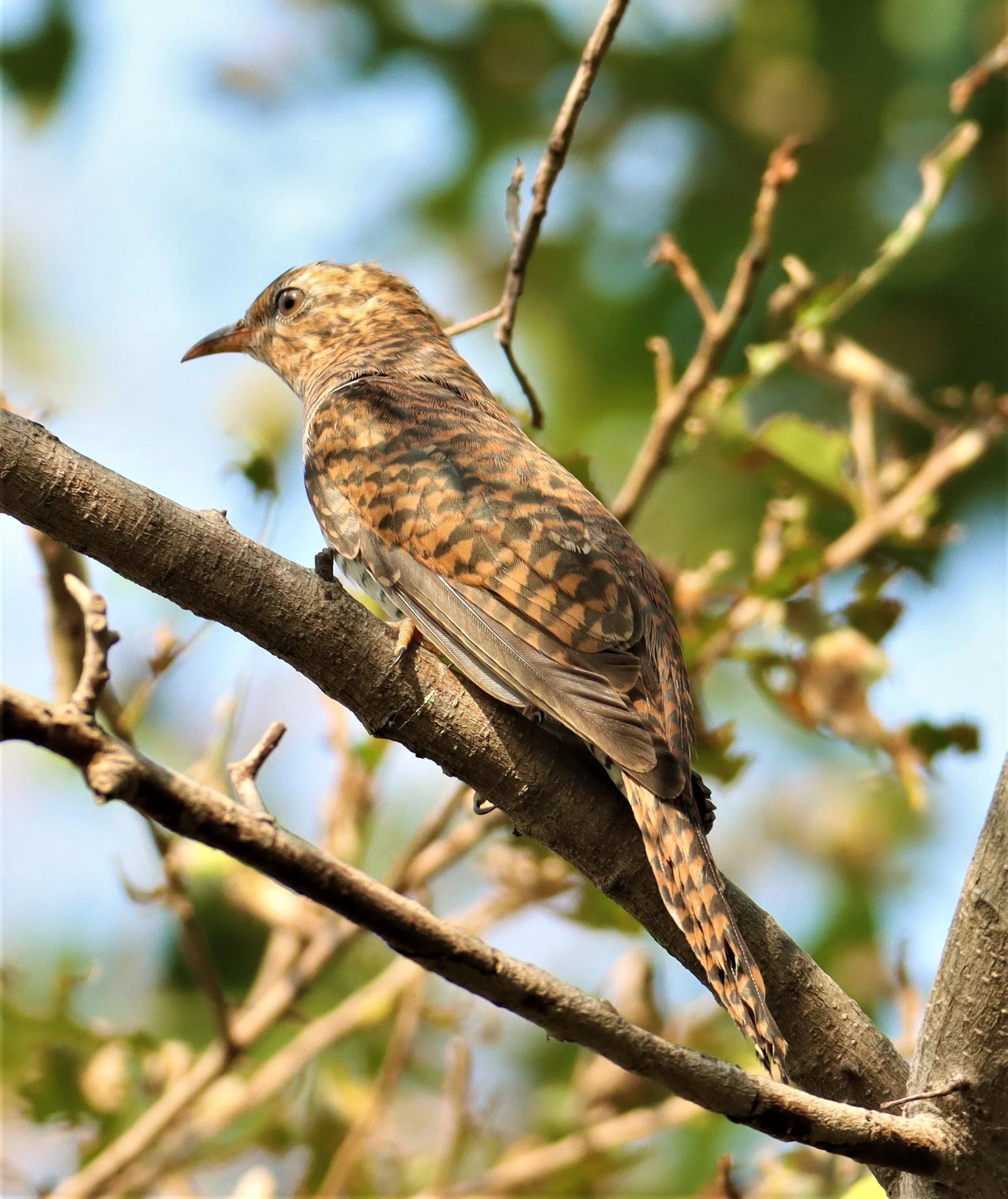Genus Cacomantis Cuckoos — Coke Smith Wildlife