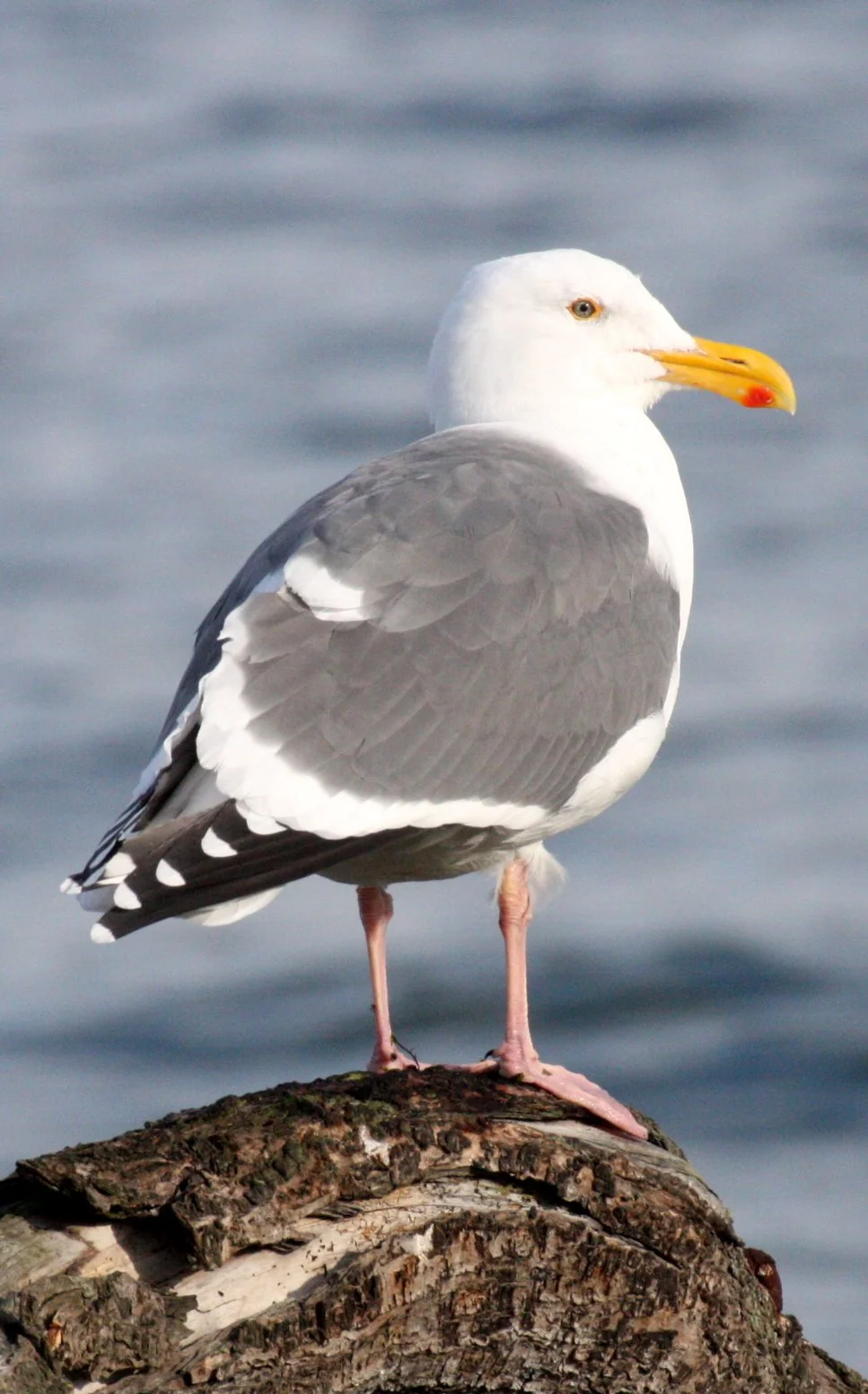 Western Gull X Glaucous-winged Gull hybrid (Olympic Gull) — Coke Smith ...
