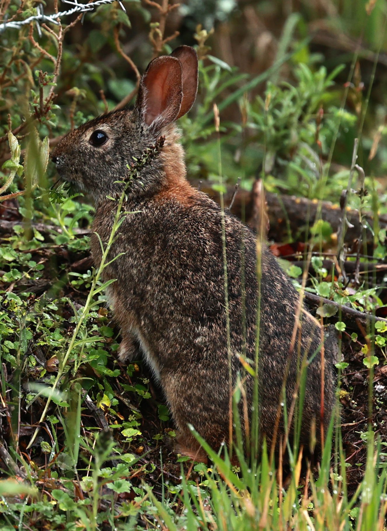 Genus Sylvilagus - Common & Andean Tapeti — Coke Smith Wildlife