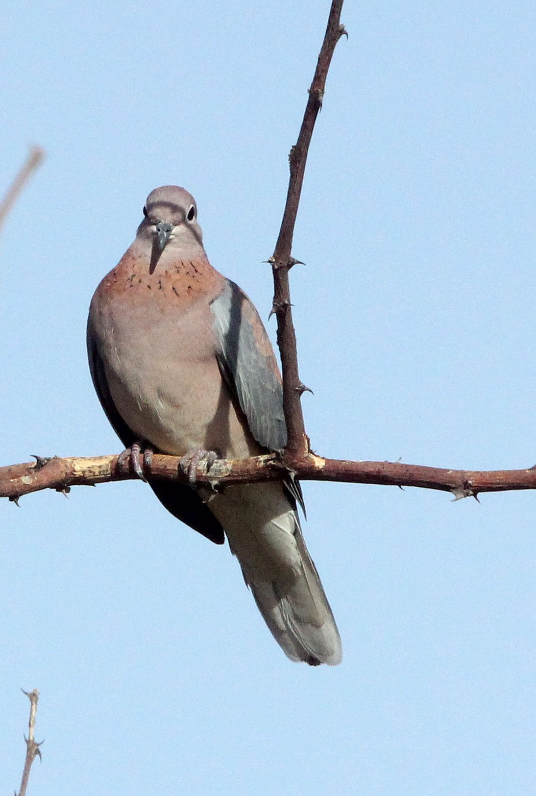 Genus Streptopelia Mourning & Turtle Doves — Coke Smith Wildlife