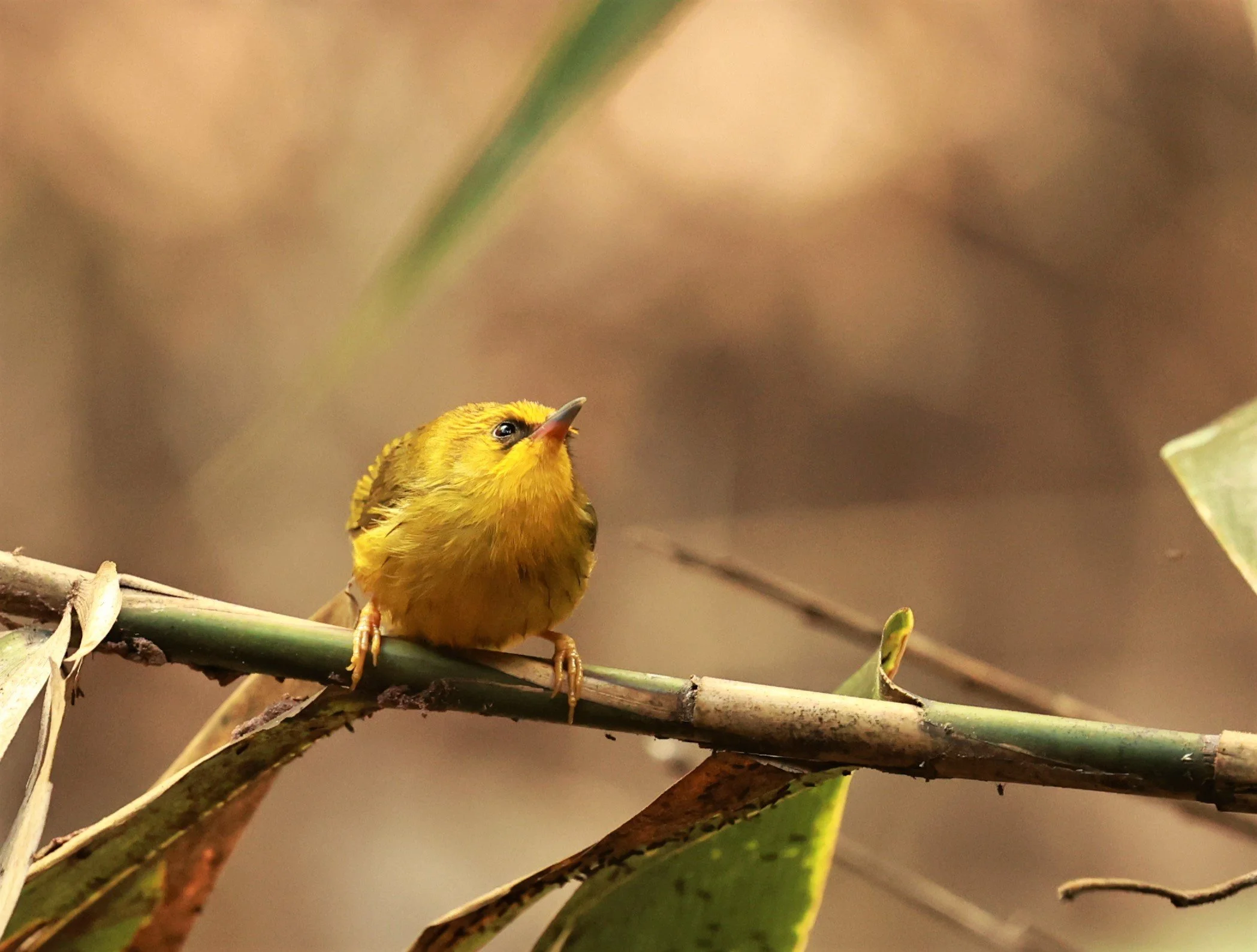 Golden Babbler (Cyanoderma chrysaeum) Thailand — Coke Smith Wildlife