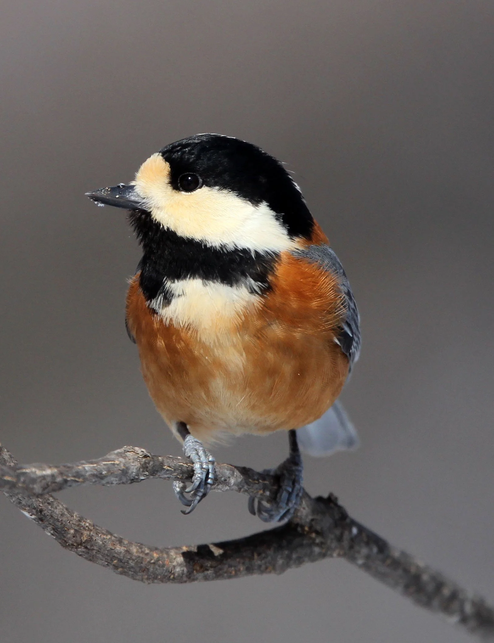 Tits, Bushtits, Titmice & Chickadees (Families Paridae & Aegithalidae ...