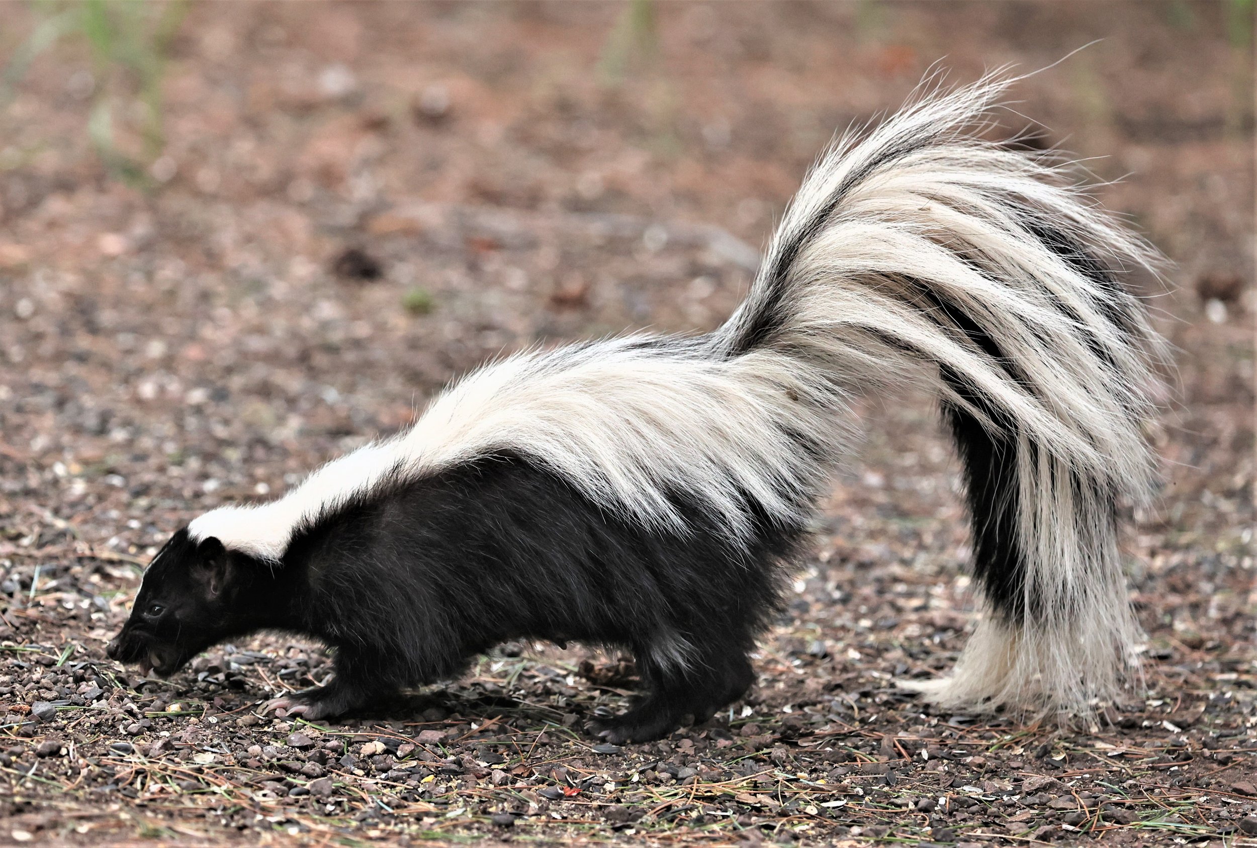Genus Mephitis Skunks — Coke Smith Wildlife