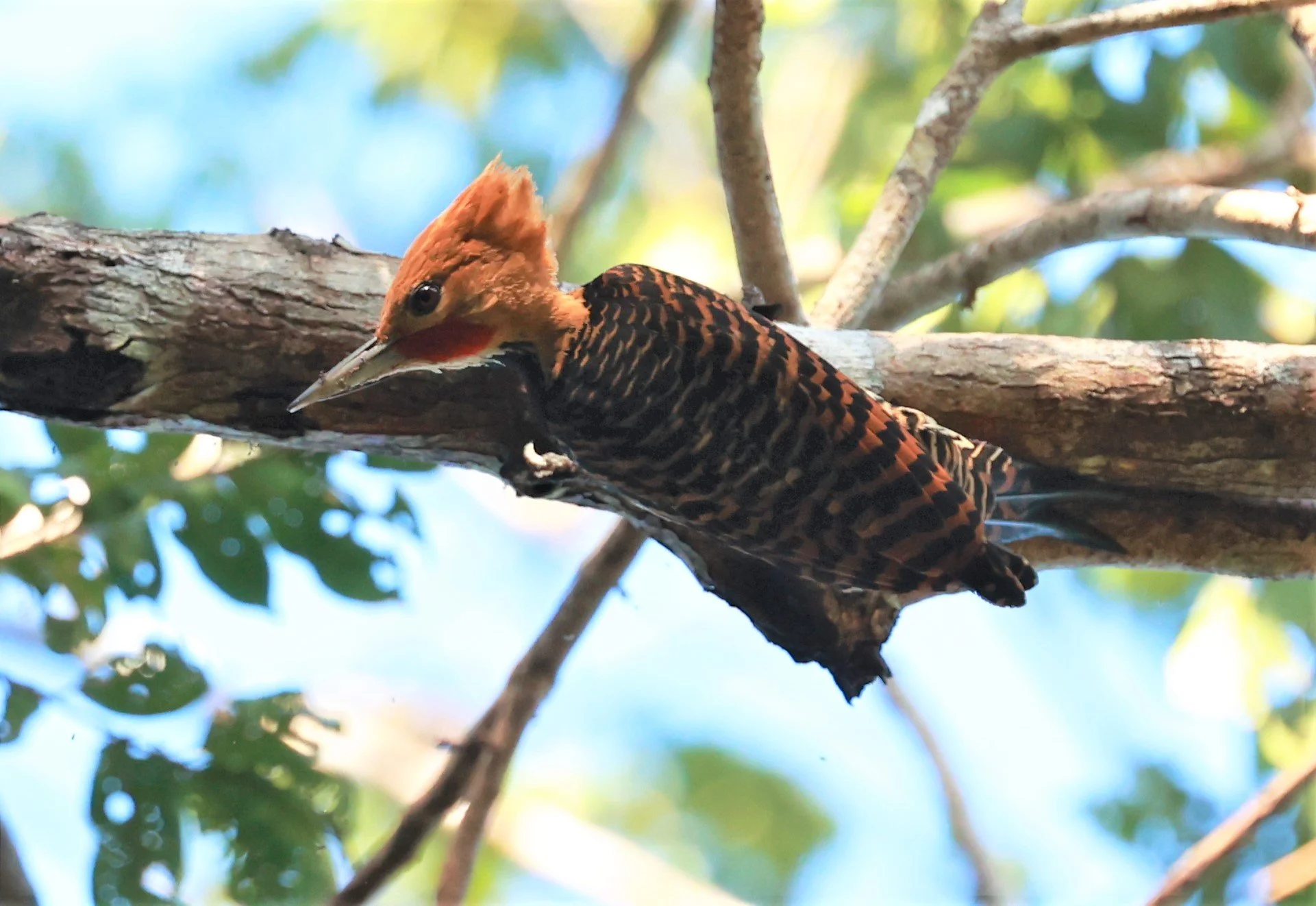 Ringed Woodpecker (Celeus torquatus) Illeus, Bahia Brazil, Una Township ...