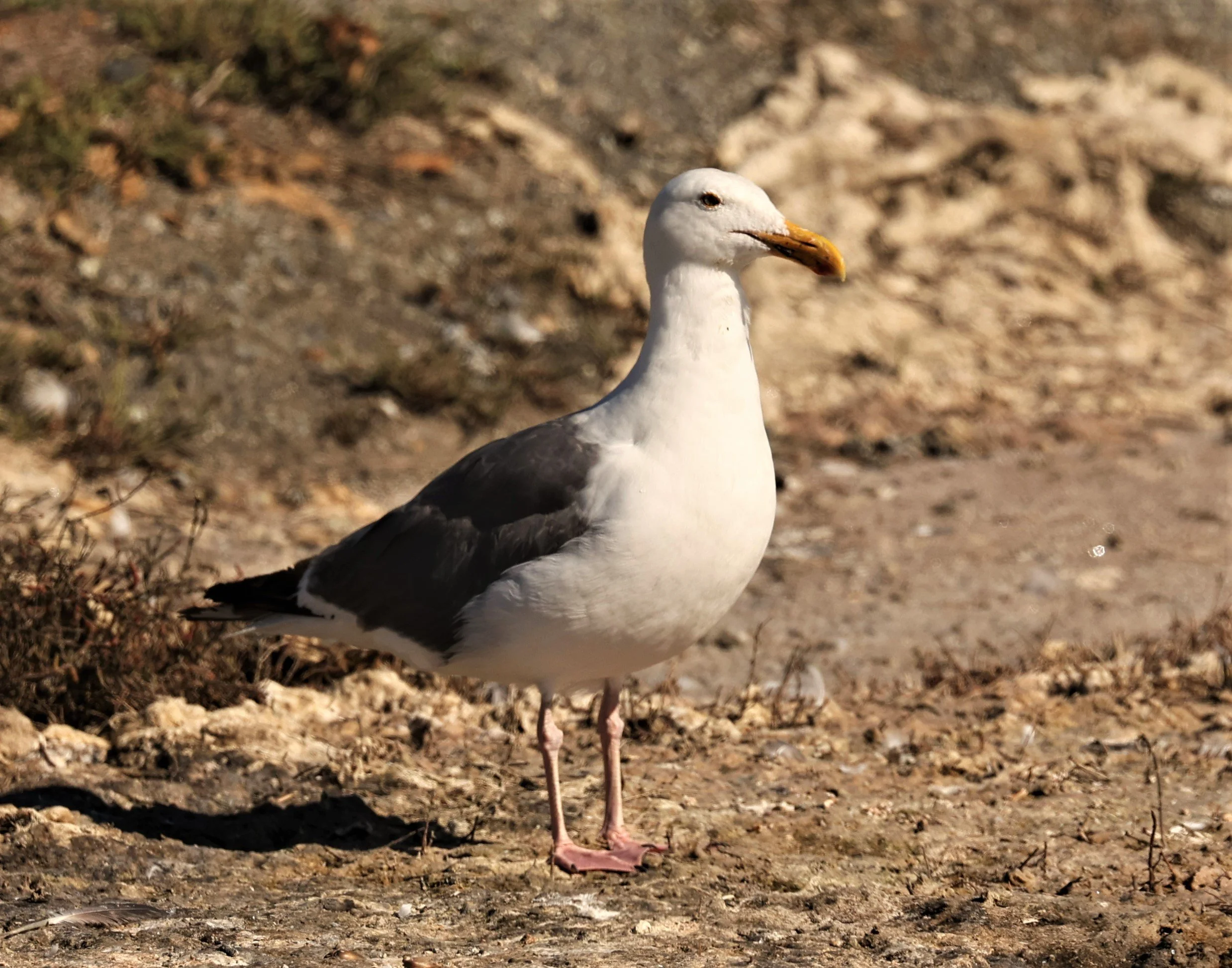 Western Gull (Larus occidentalis) West Coast North America — Coke Smith ...