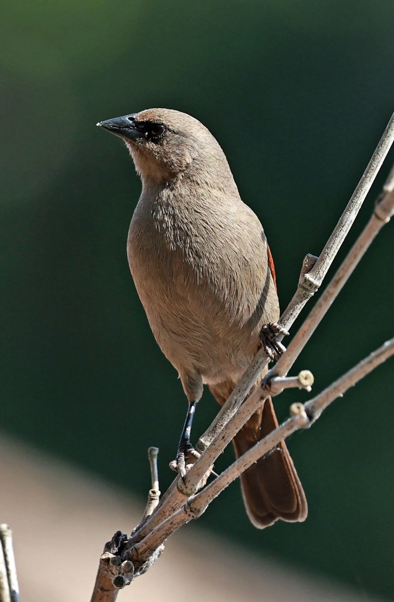 Birds of the Northern Pantanal — Coke Smith Wildlife