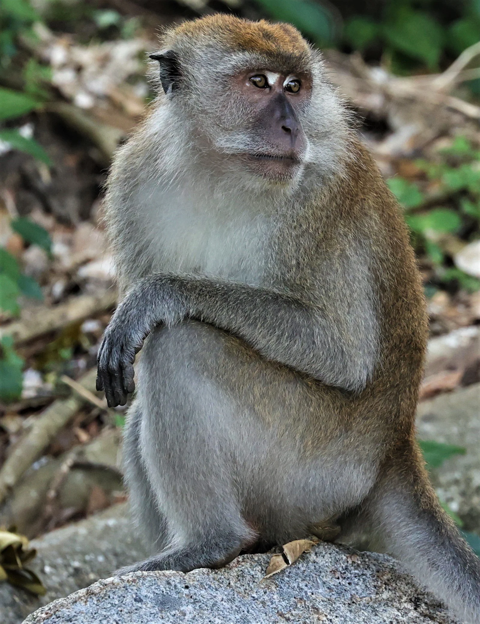 Macaca fascicularis Long-tailed Macaque — Coke Smith Wildlife