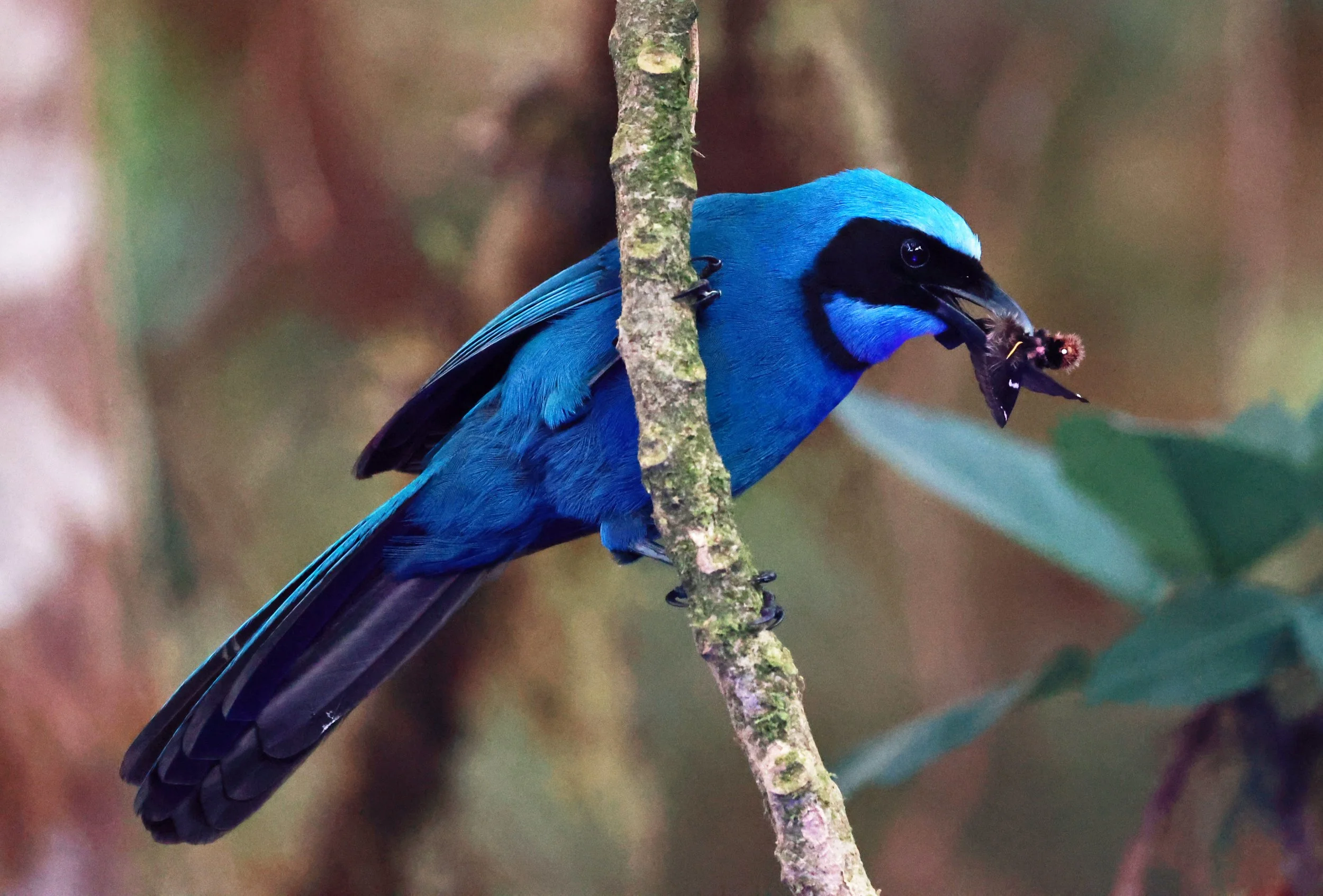 Turquoise Jay (Cyanolyca turcosa) Guango Lodge, Papallacta, Ecuador ...