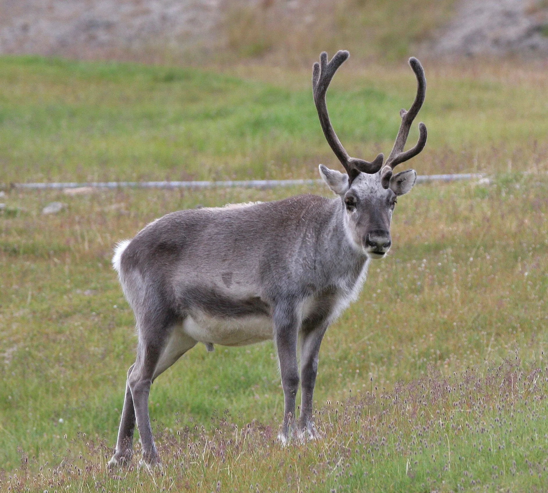 Genus Rangifer the Reindeer — Coke Smith Wildlife