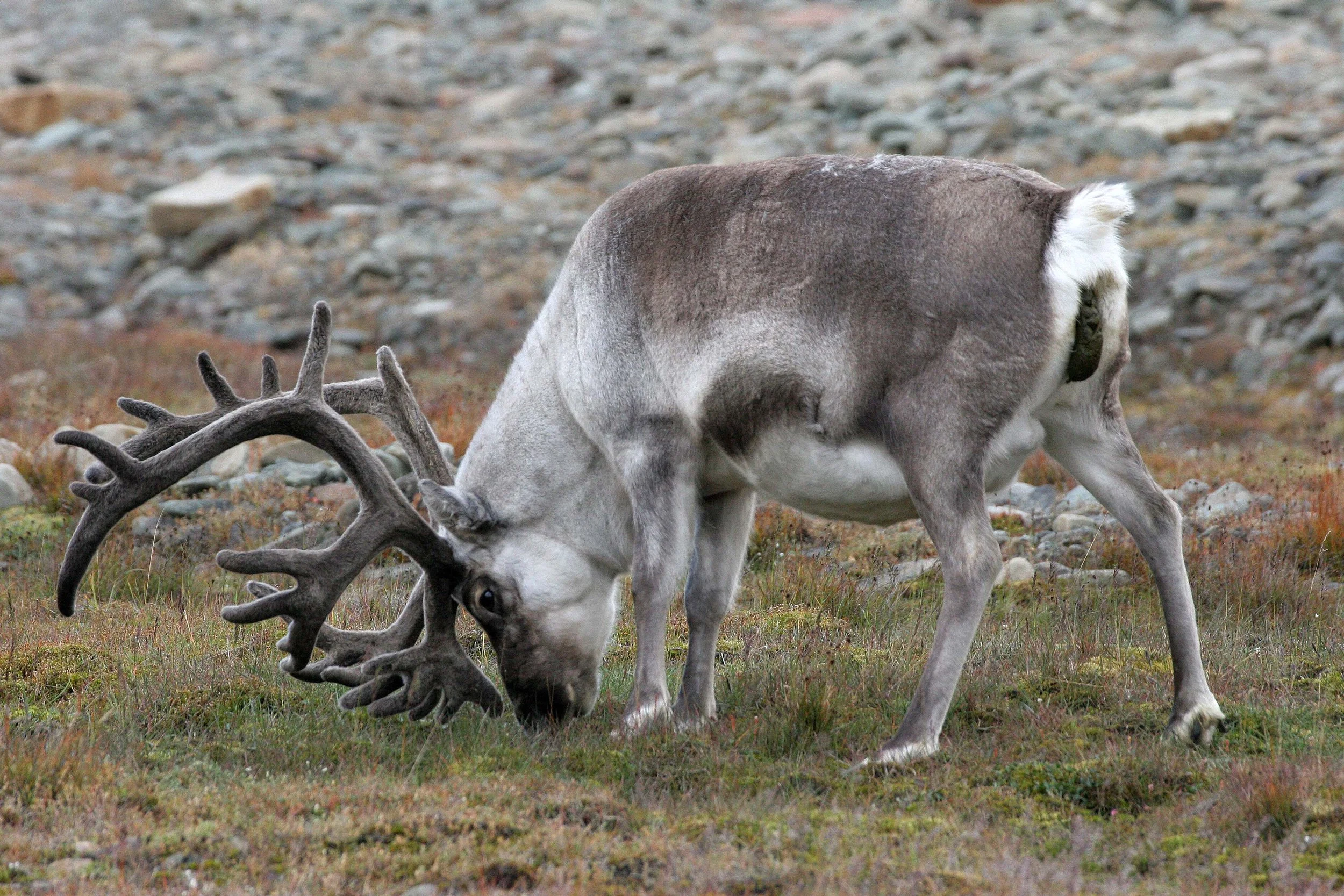 Genus Rangifer the Reindeer — Coke Smith Wildlife