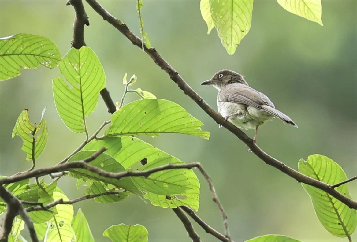 Cream-vented Bulbul (Pycnonotus simplex) — Coke Smith Wildlife
