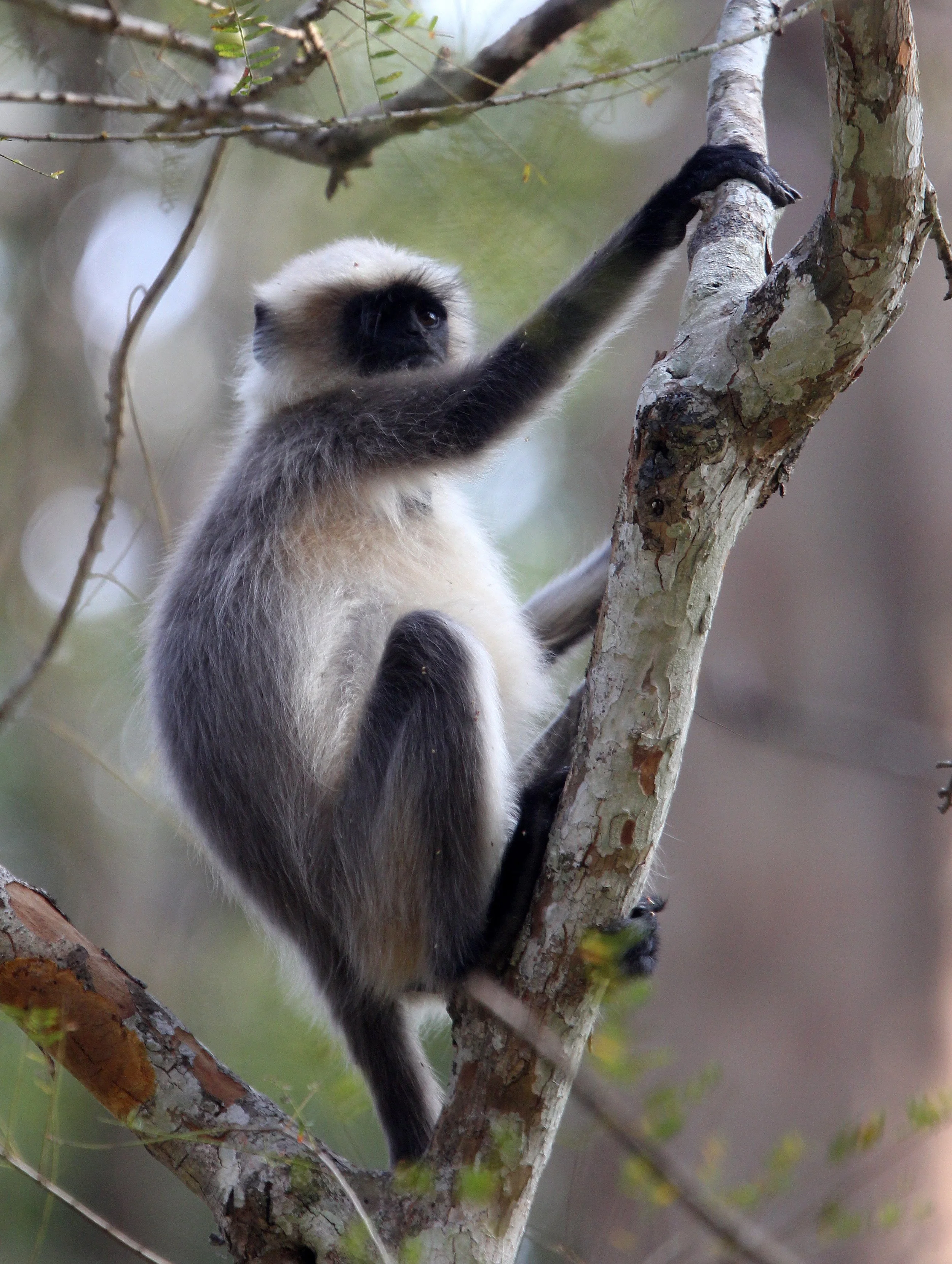 Semnopithecus hypoleucos Malabar Sacred Langurs — Coke Smith Wildlife