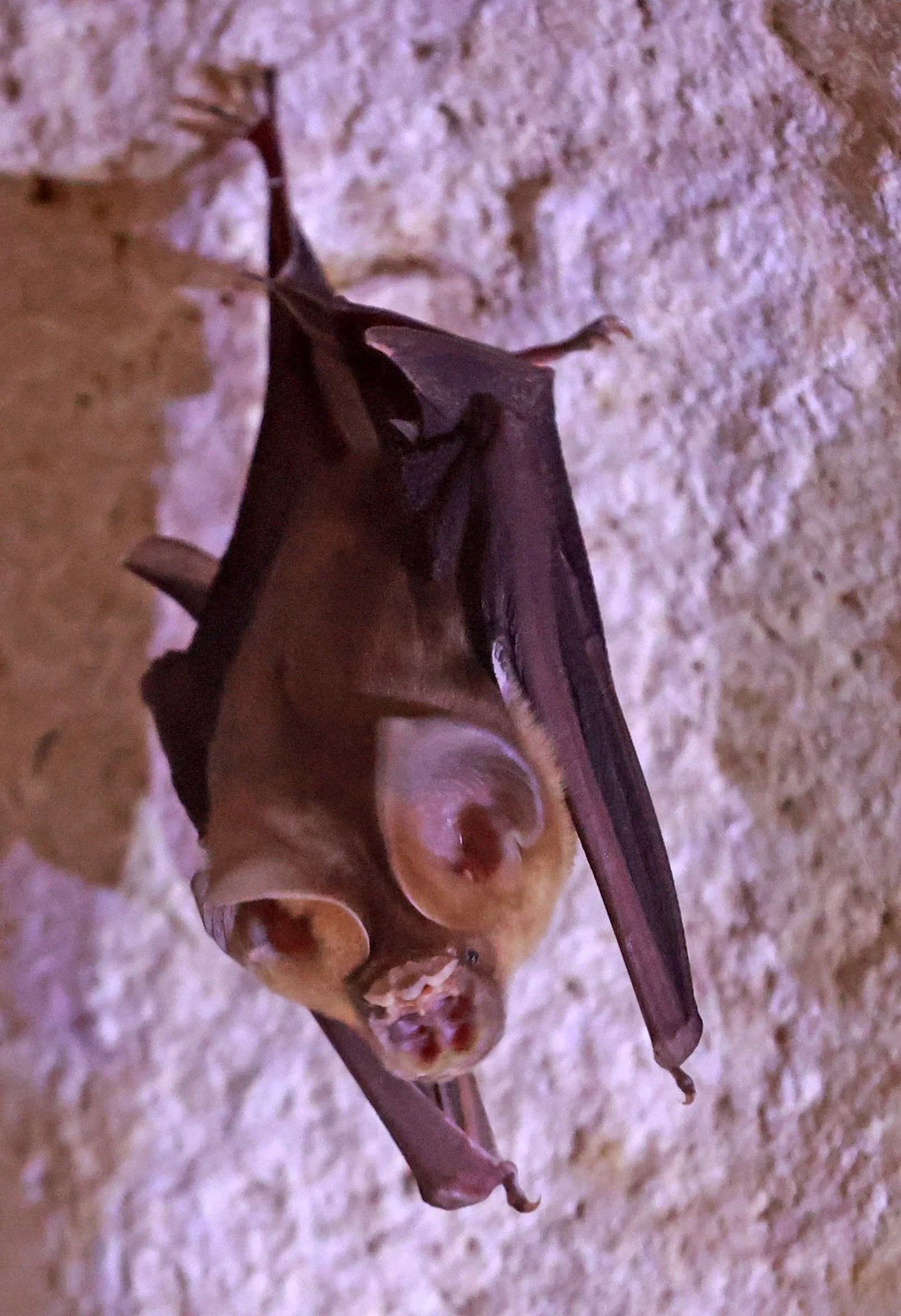 Large Asian Roundleaf Bat (Hipposideros lekaguli) — Coke Smith Wildlife